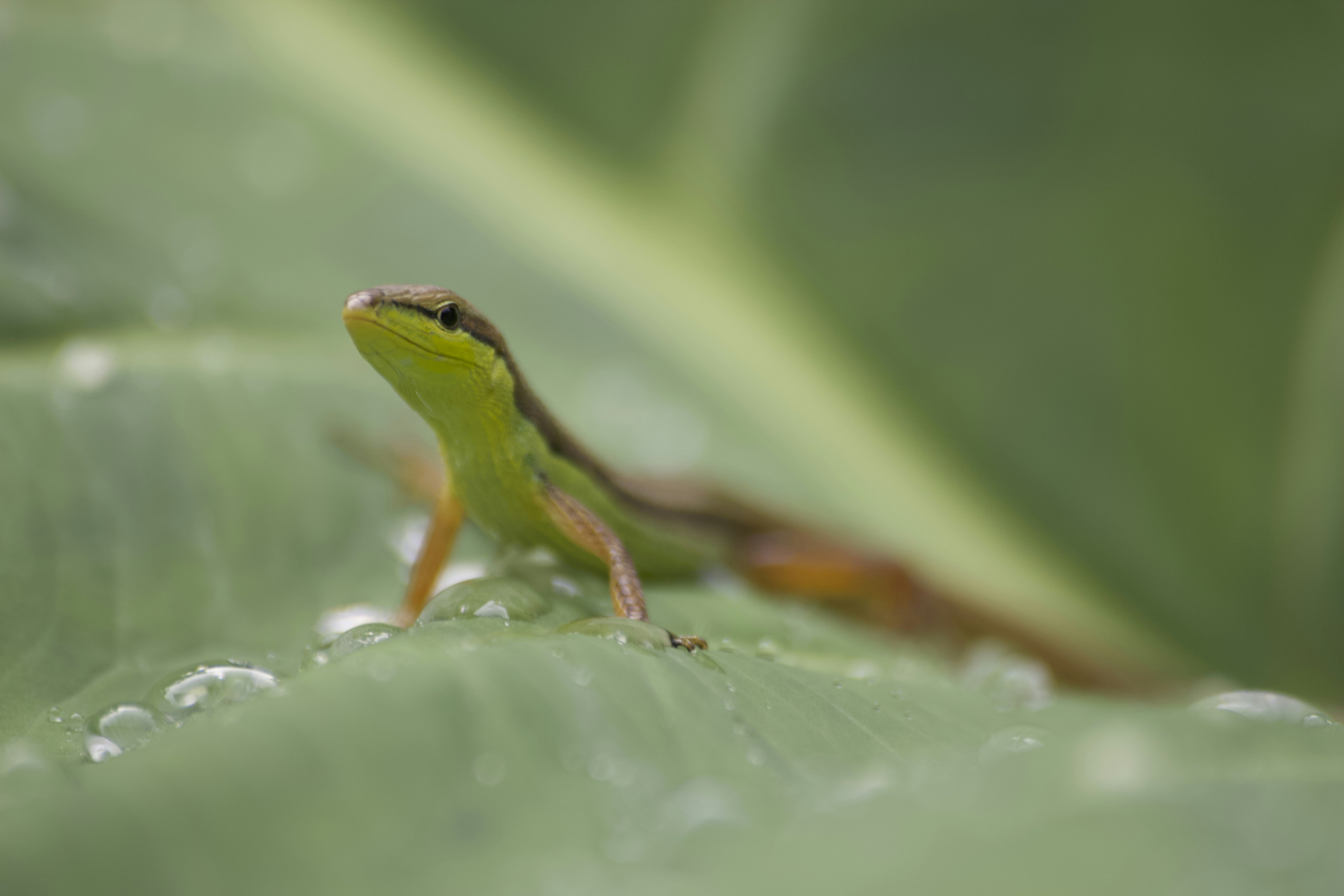 Emerald Arboreal Watcher on a Dew-Kissed Leaf