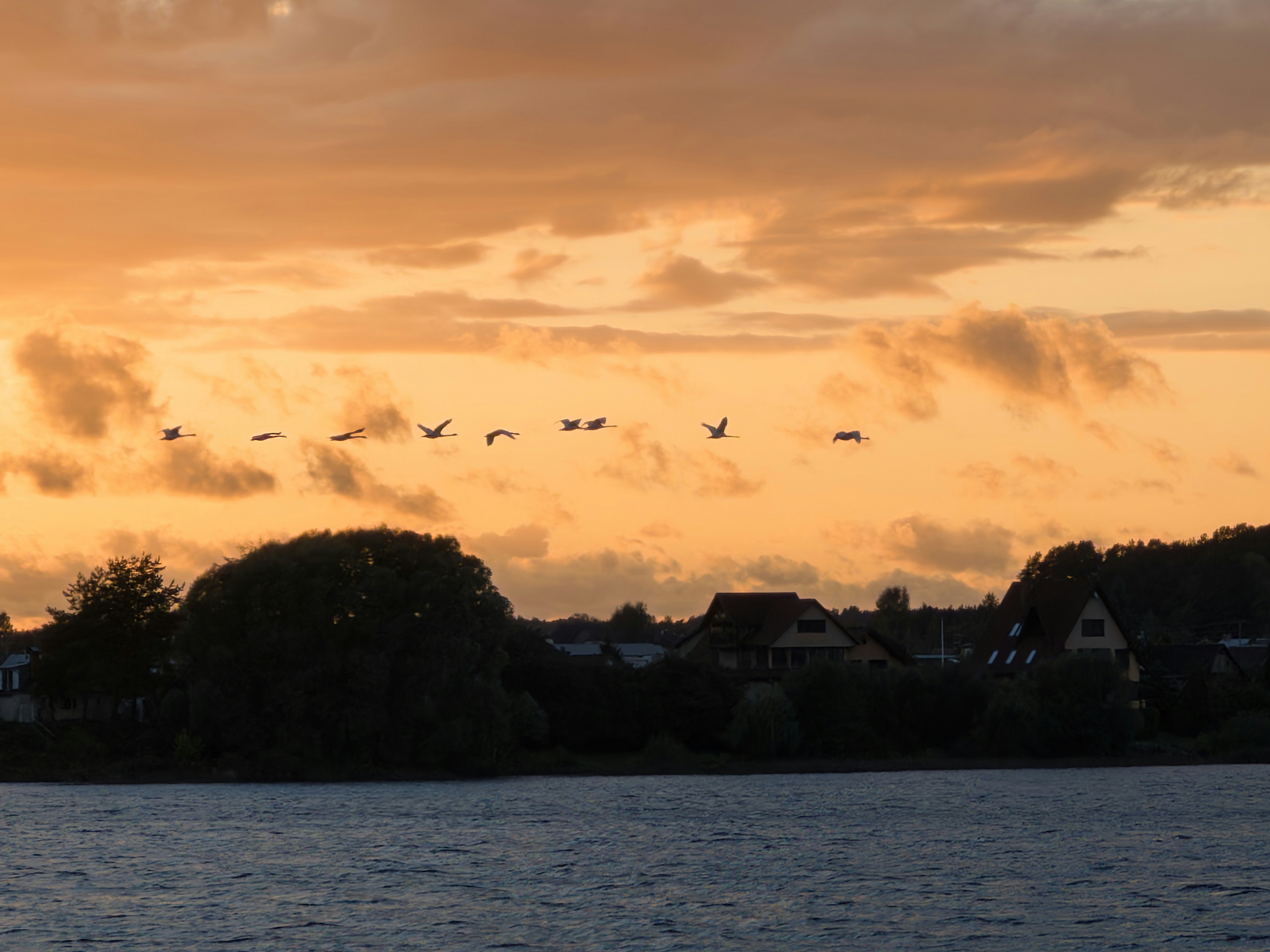 Crimson Horizon: Birds in Flight over a Quiet Sunset