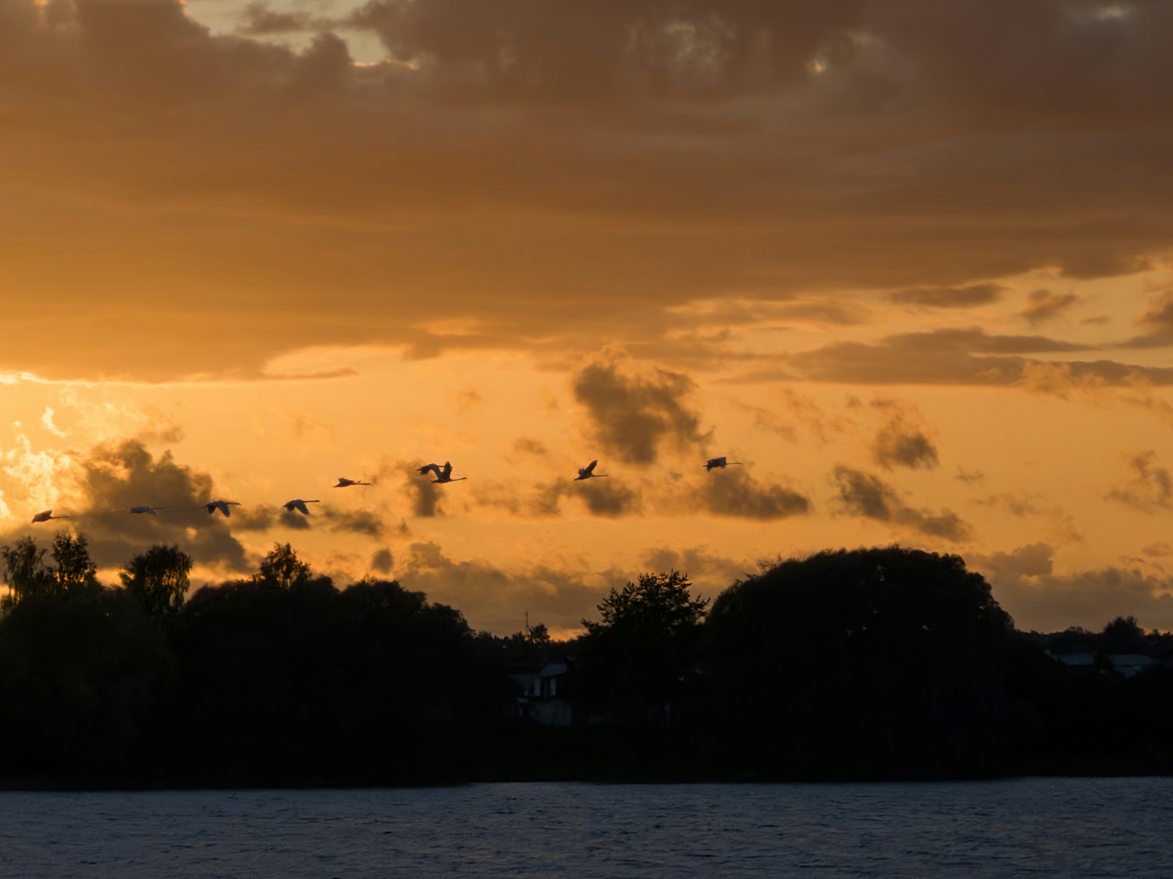 Silhouetted trees and shoreline at dusk with a flock of birds crossing the golden sky.