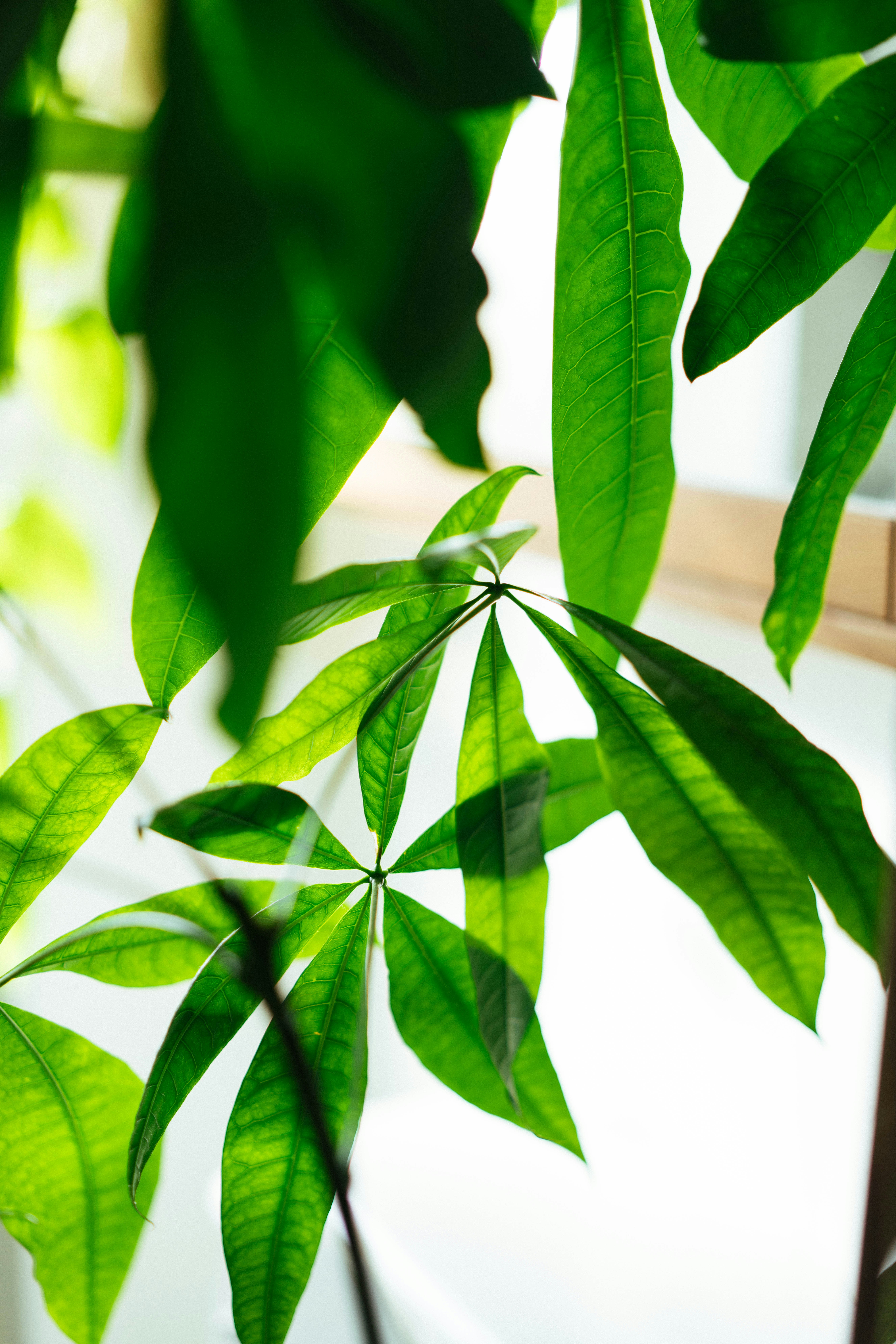 Bright green leaves reach toward the light through a softly lit indoor scene, with a shallow depth of field emphasizing the central fronded cluster.