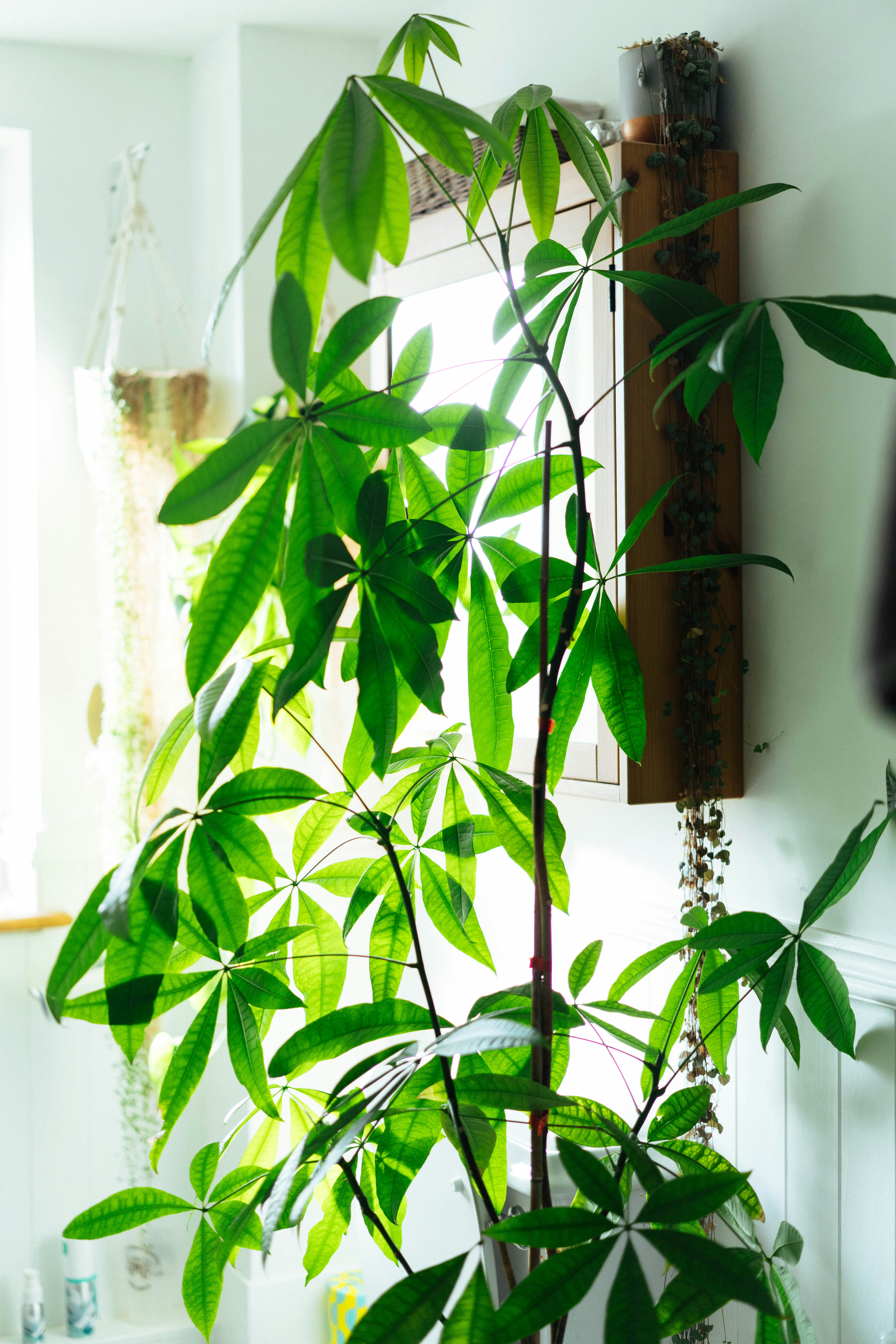 Indoor Jungle: A Quiet Corner with towering Schefflera Reach