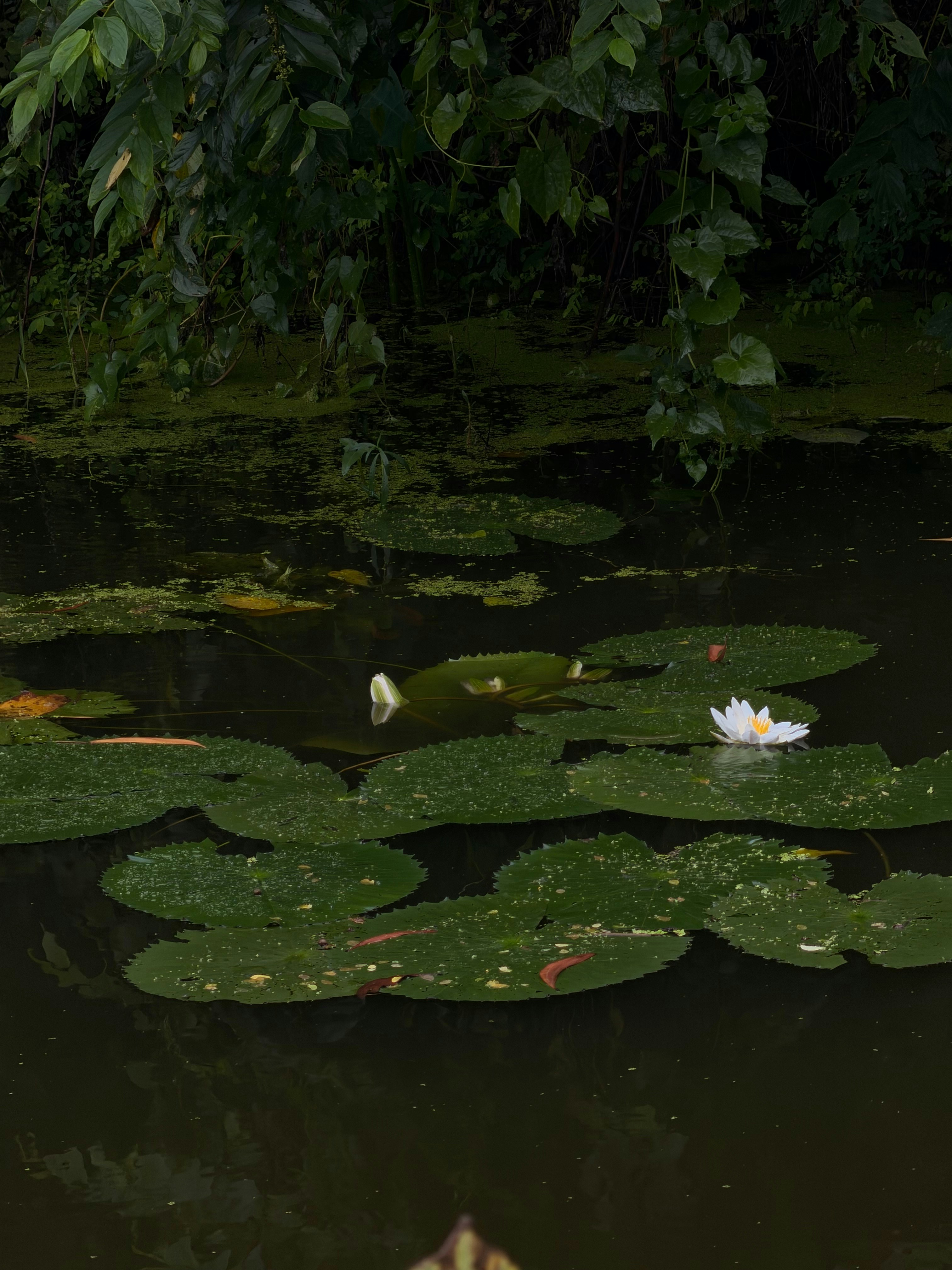 Floating White Bloom Among Green Lilypads on a Calm Pond