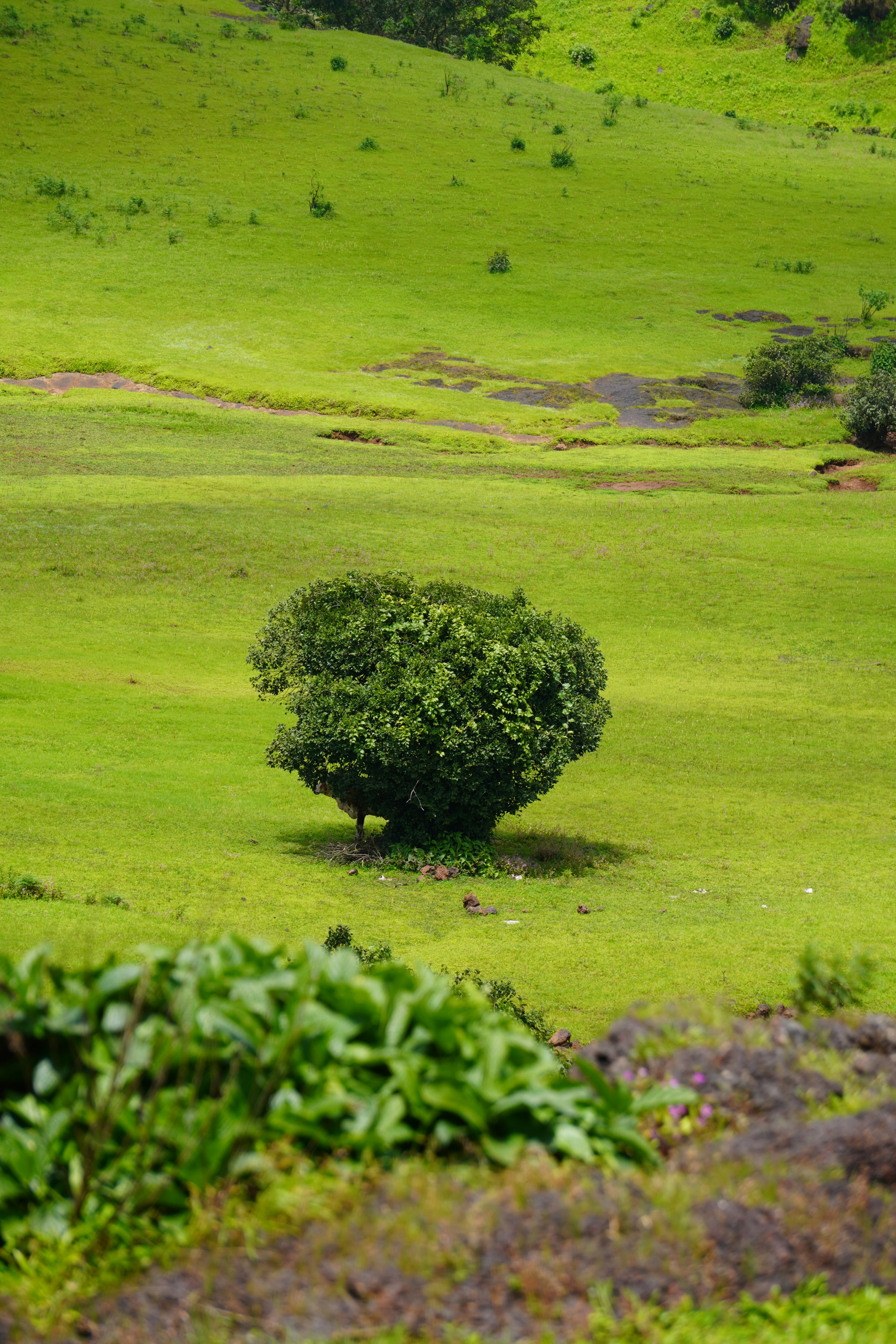 A single tree in a vast green meadow with rolling hills