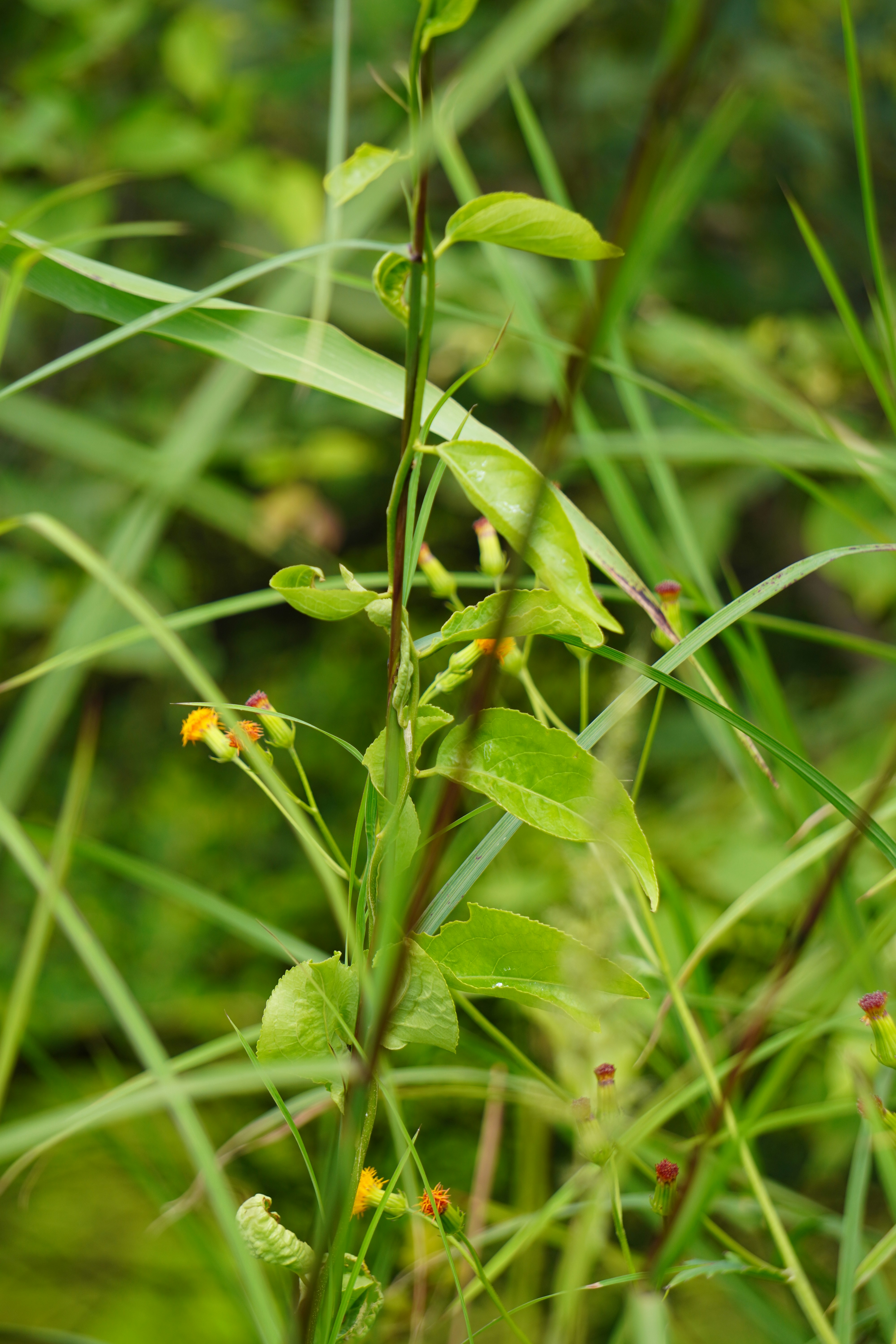 Vines in Focus: A Quiet Tangle of Green