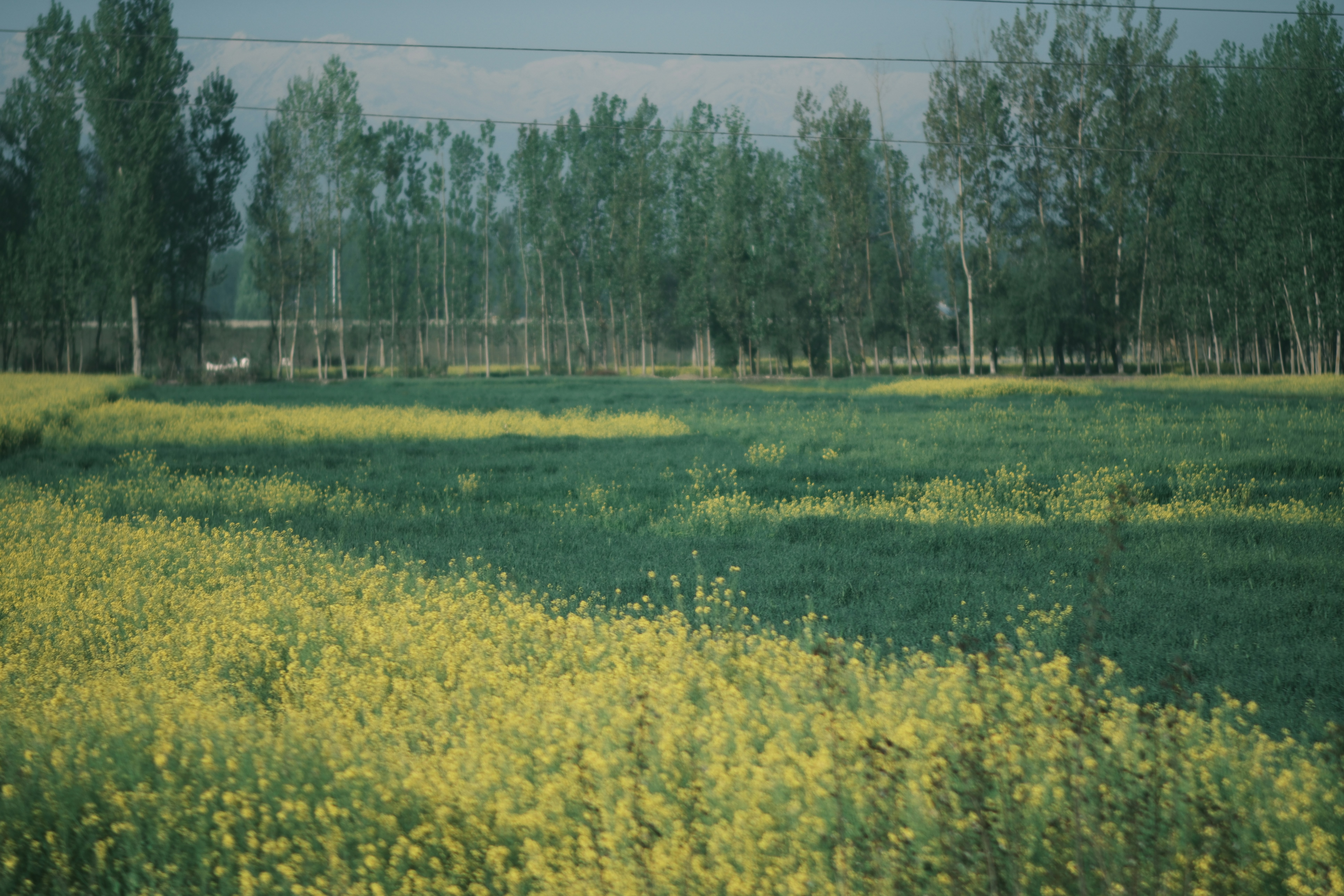 A field of yellow mustard flowers with tall trees in the background