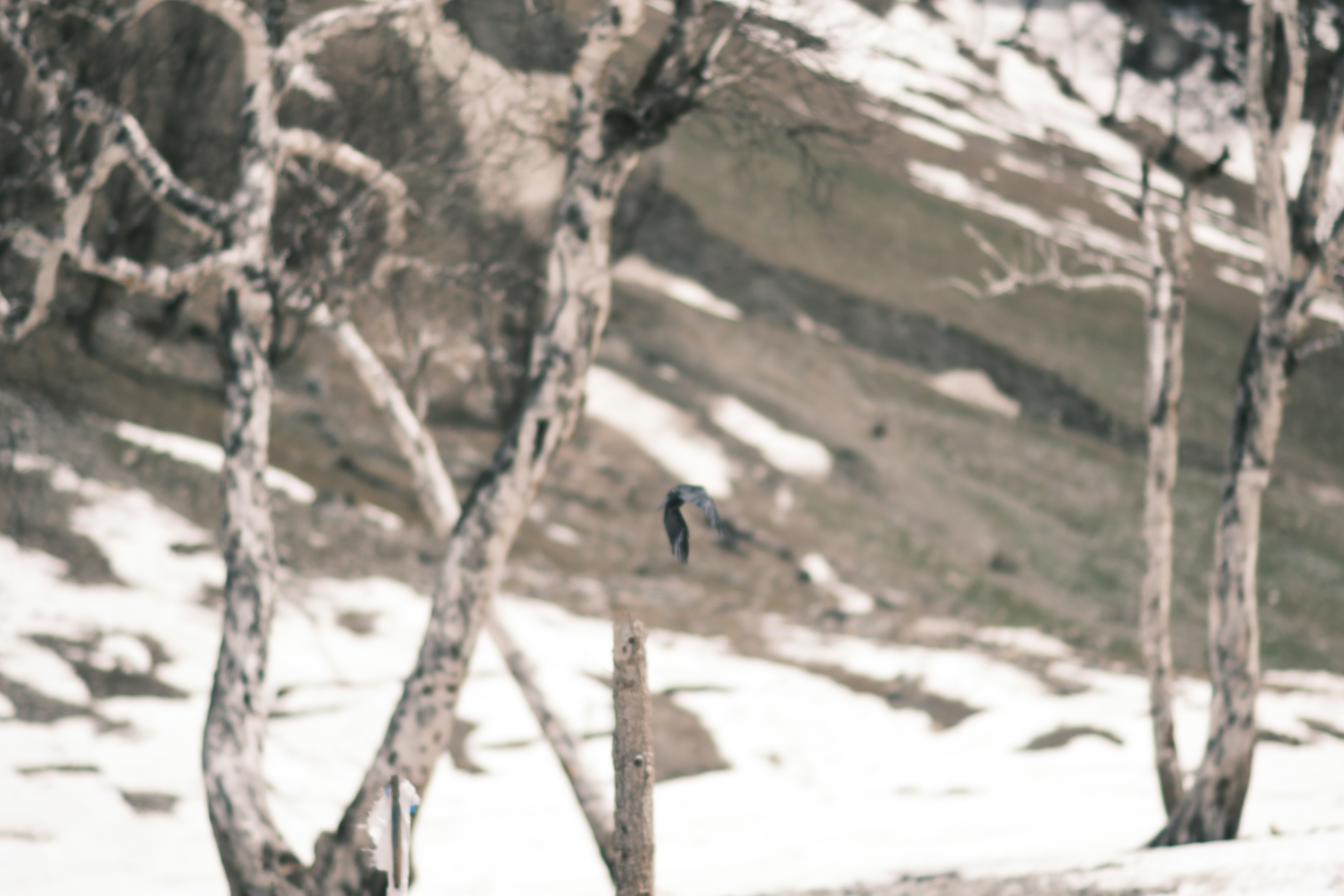 Alpine Silhouette: A Lone Figure Traverses Snow-Kissed Pines