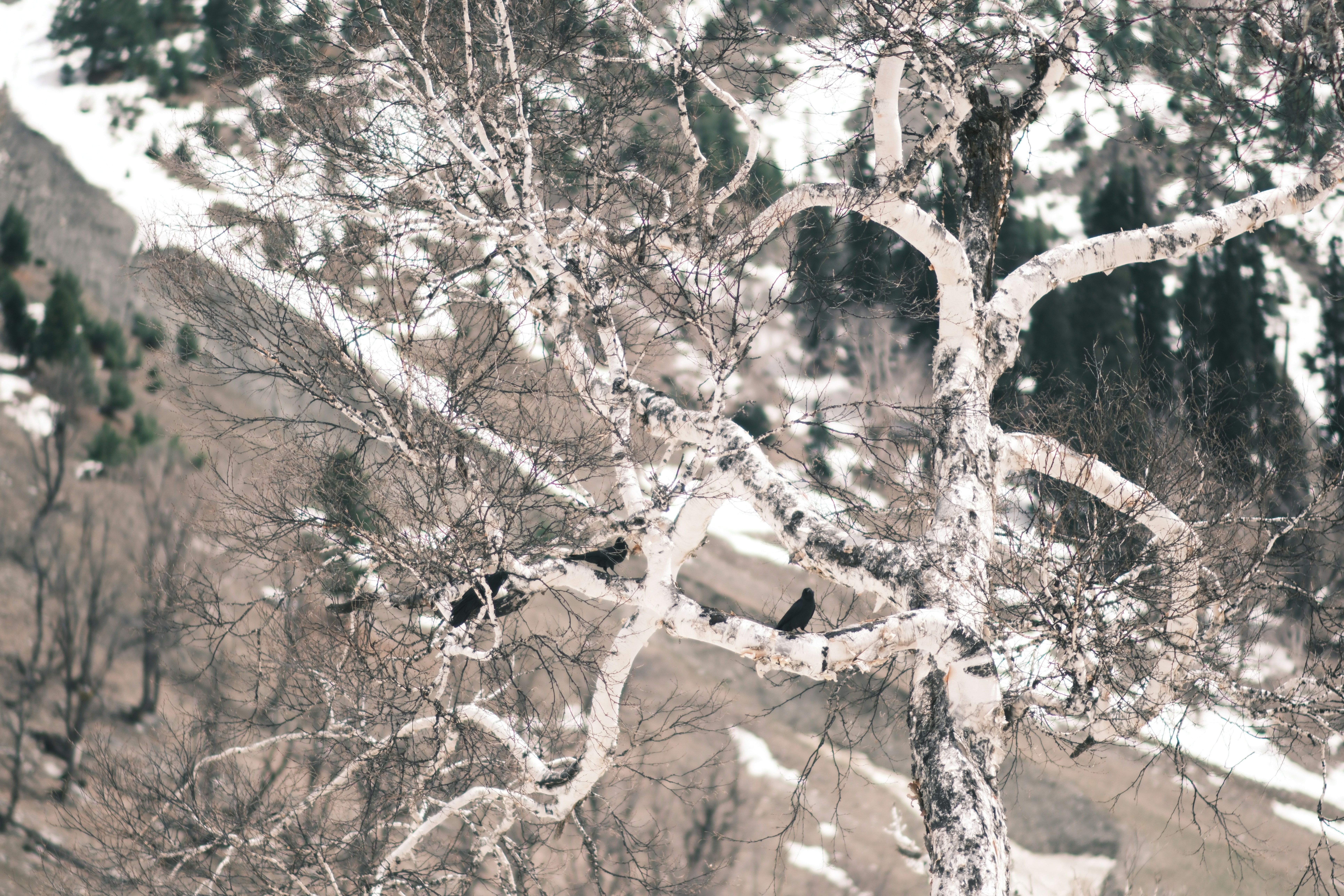 Winter Branches in Soft Focus: A Quiet grayscale of Ghostly Oak
