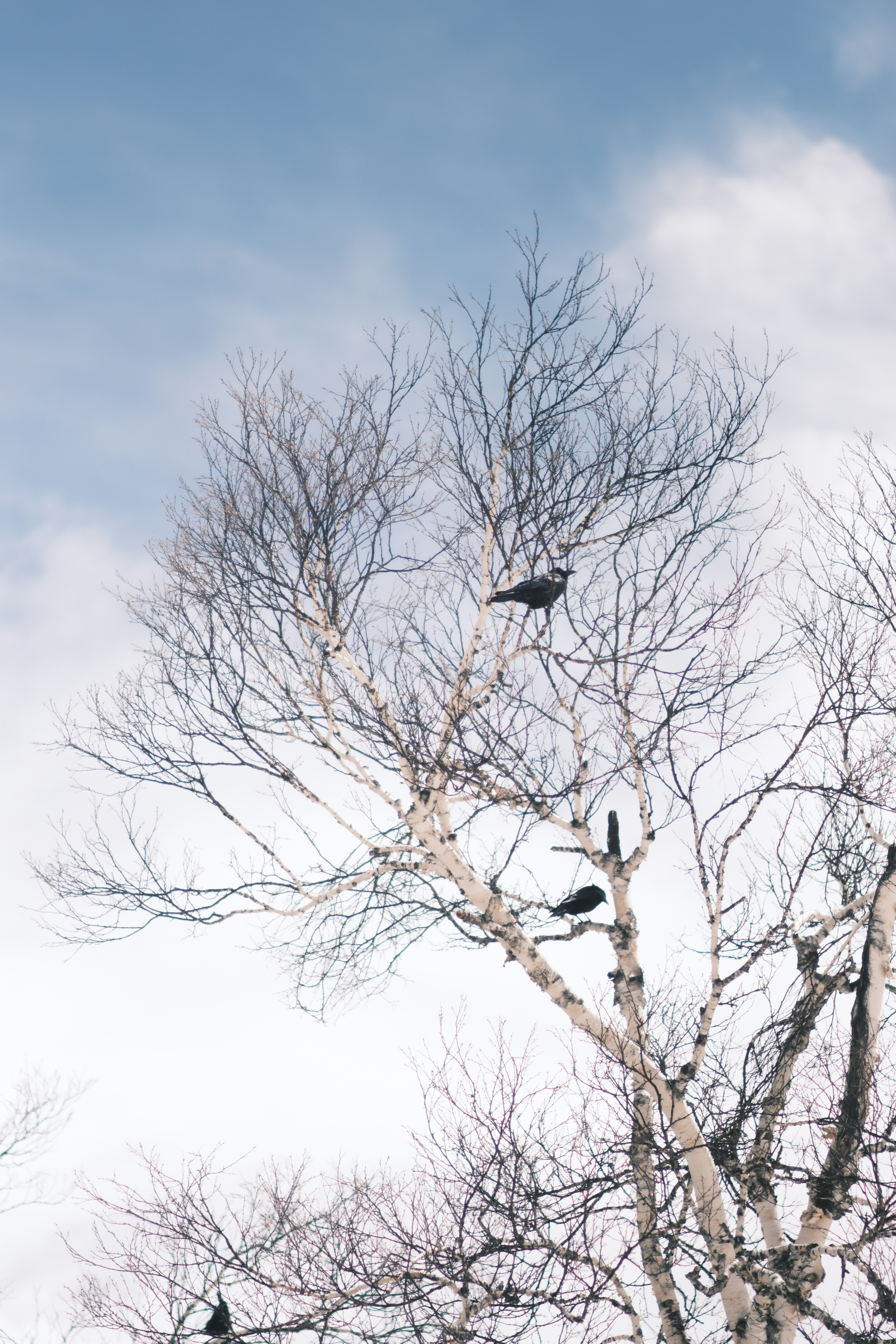 Bare-branched winter crow silhouettes resting in a pale sky