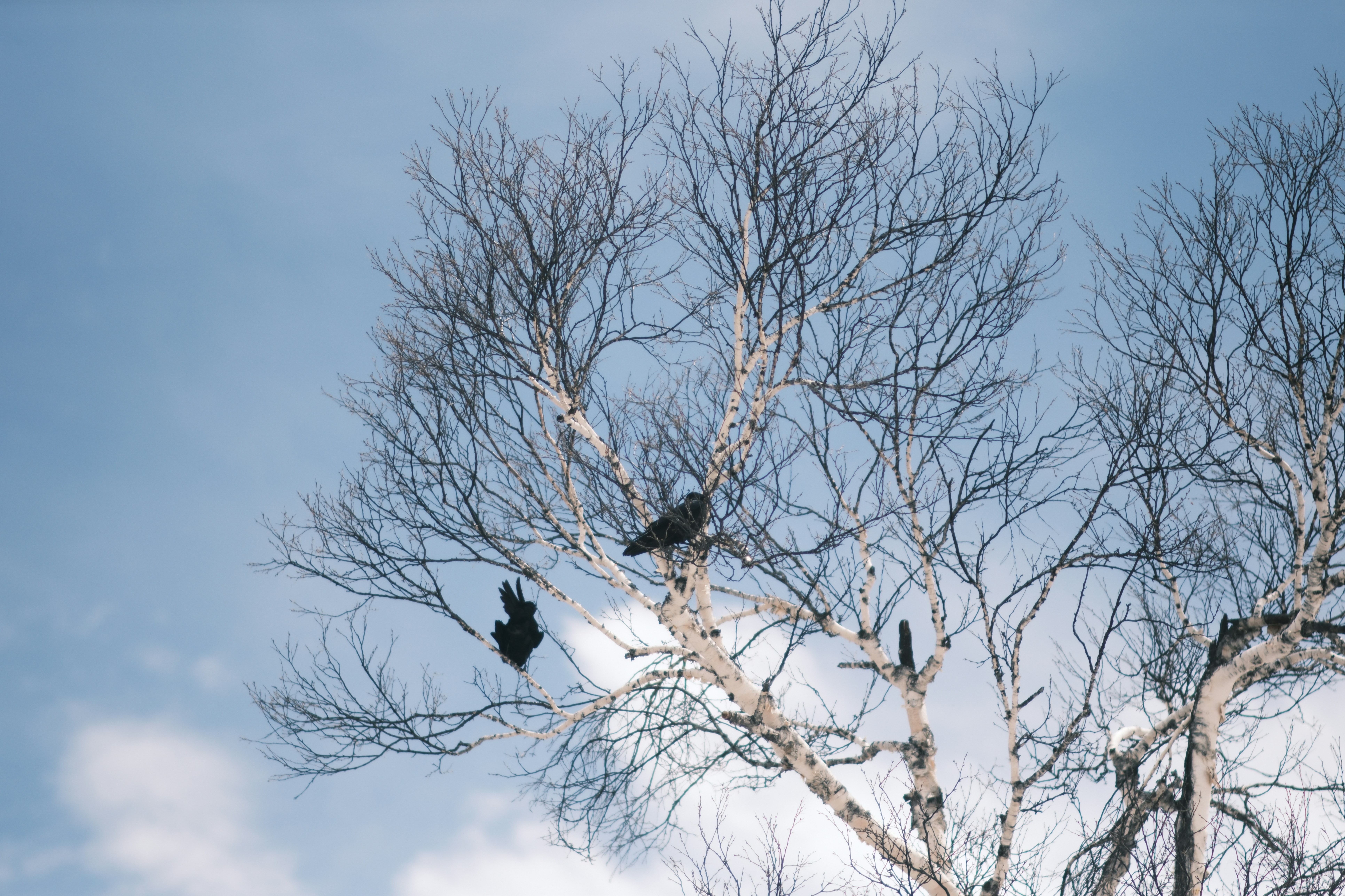 Winter Sentinel: A Bare-branched Tree against a Clear Sky