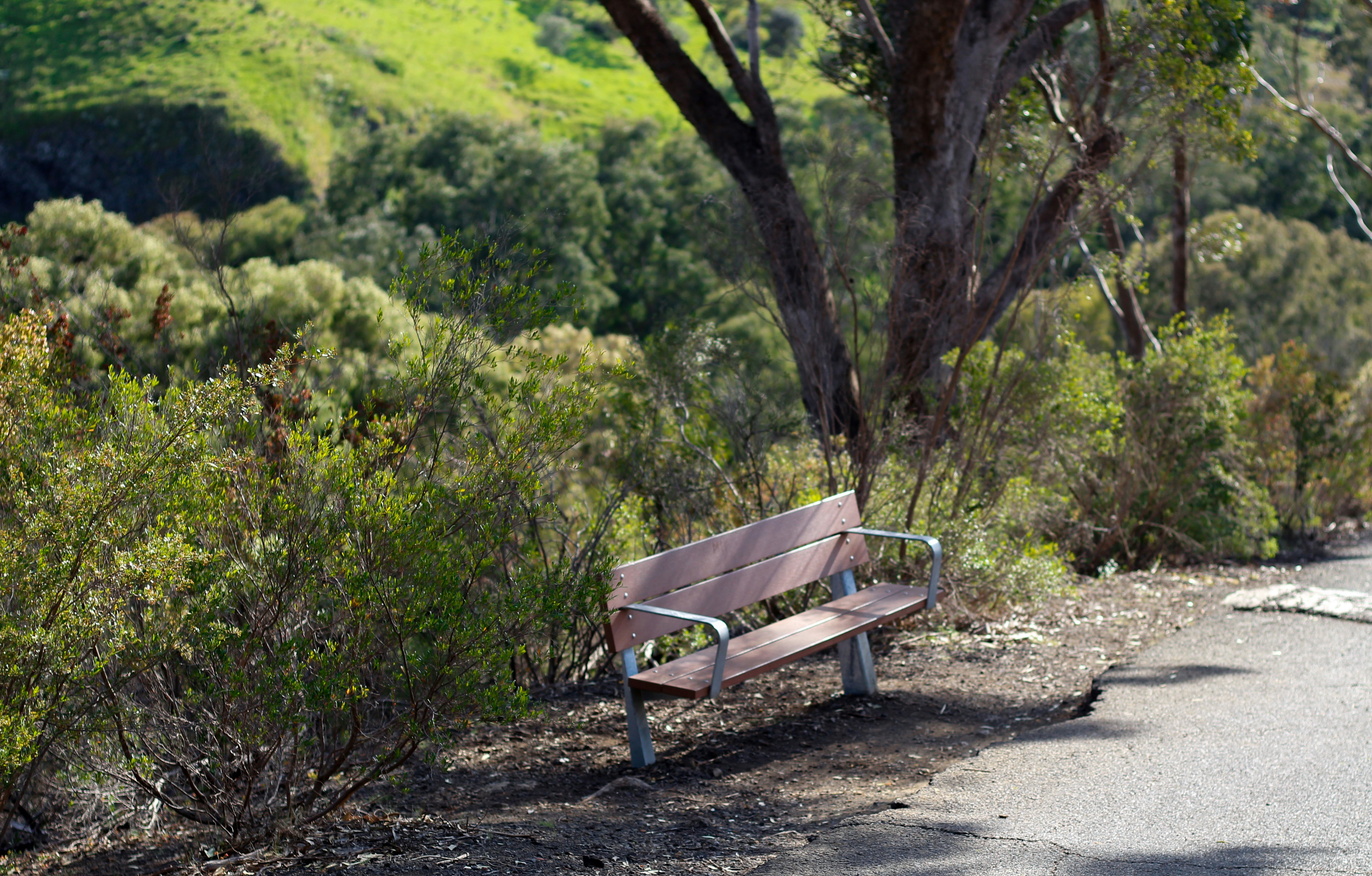 Sunlit Park Bench Amid a Quiet Shrub Corridor