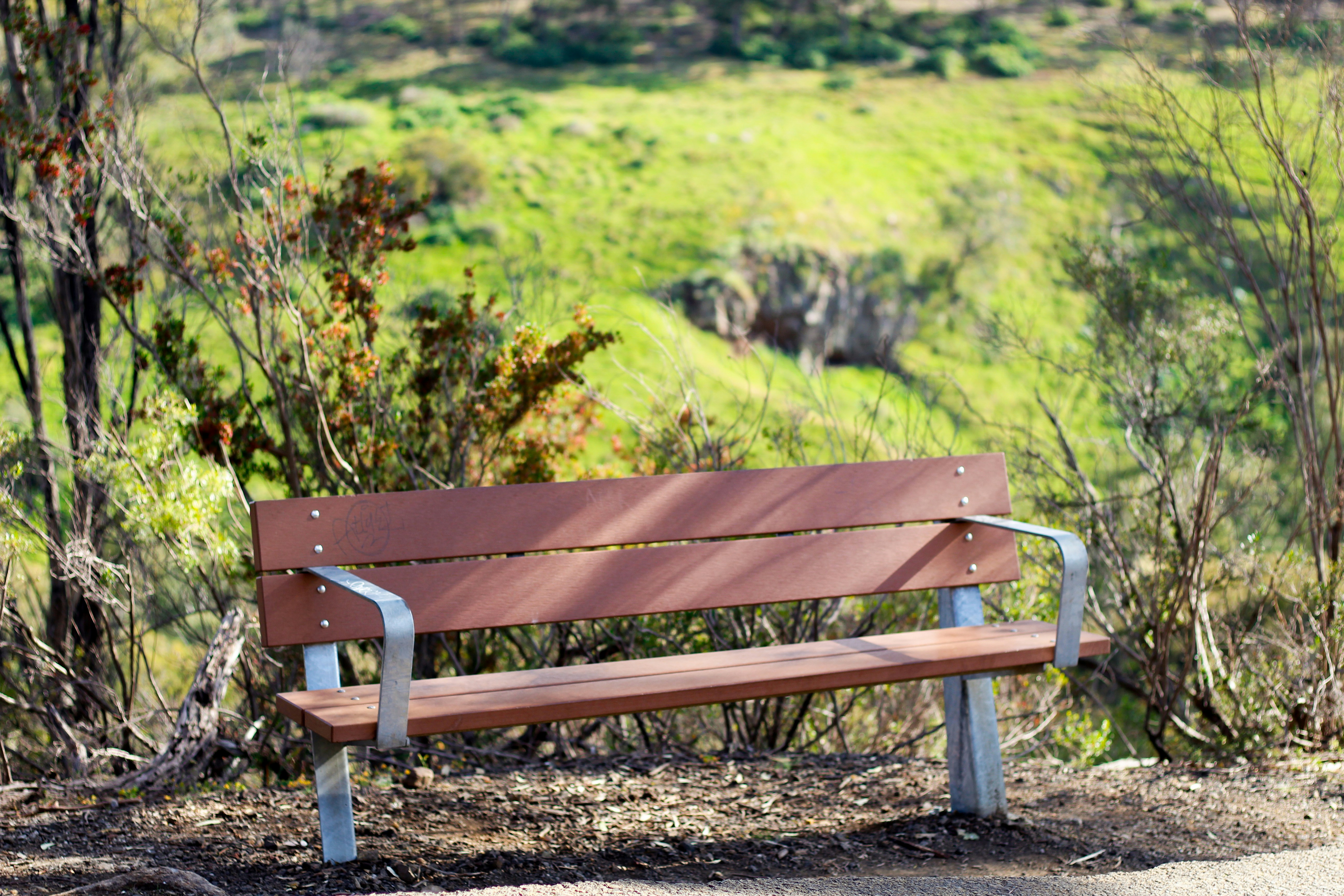Oak-leaning Bench in a Sunlit Hilltop Clearing