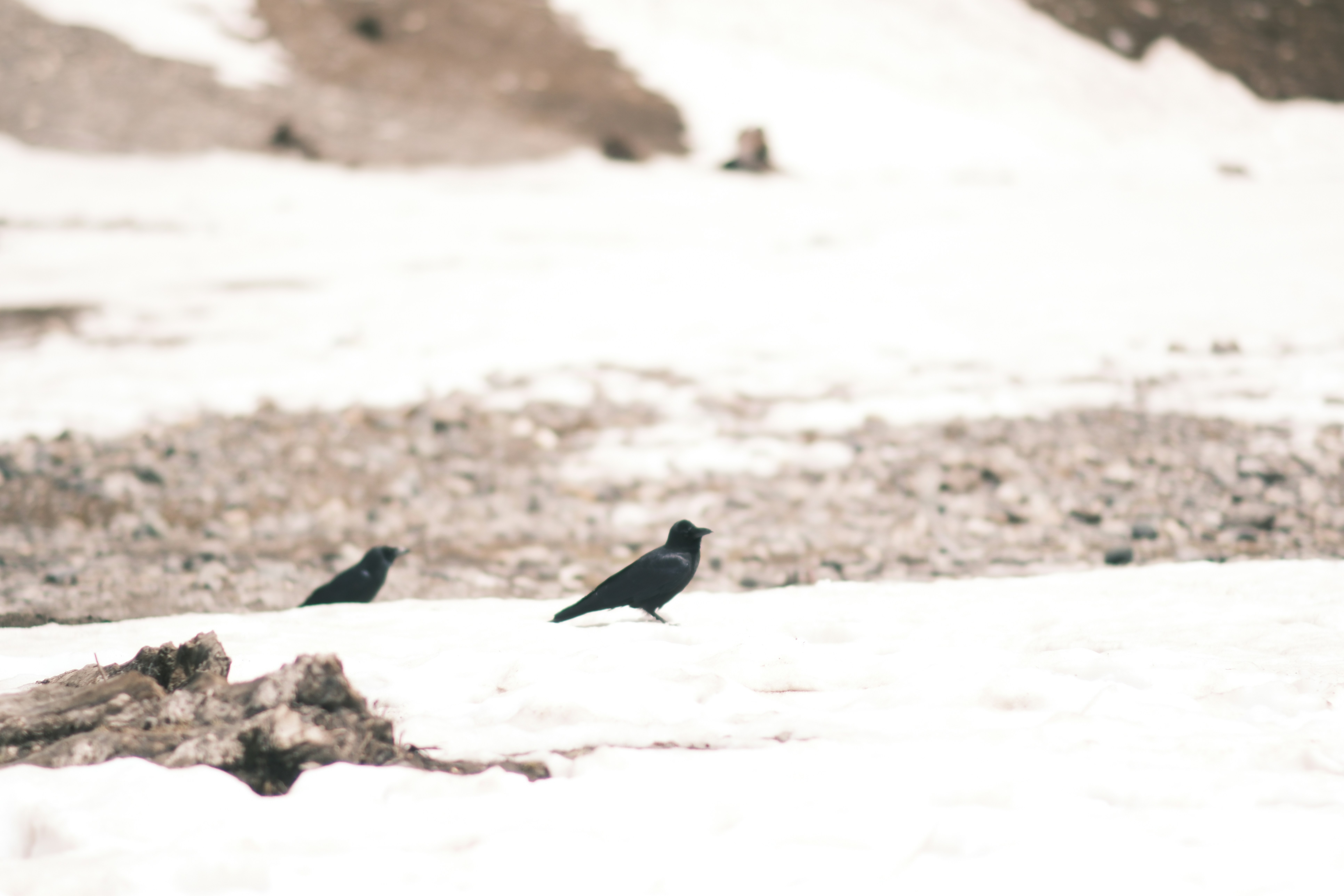 Two Black Birds on Snow-Dusted Tundra