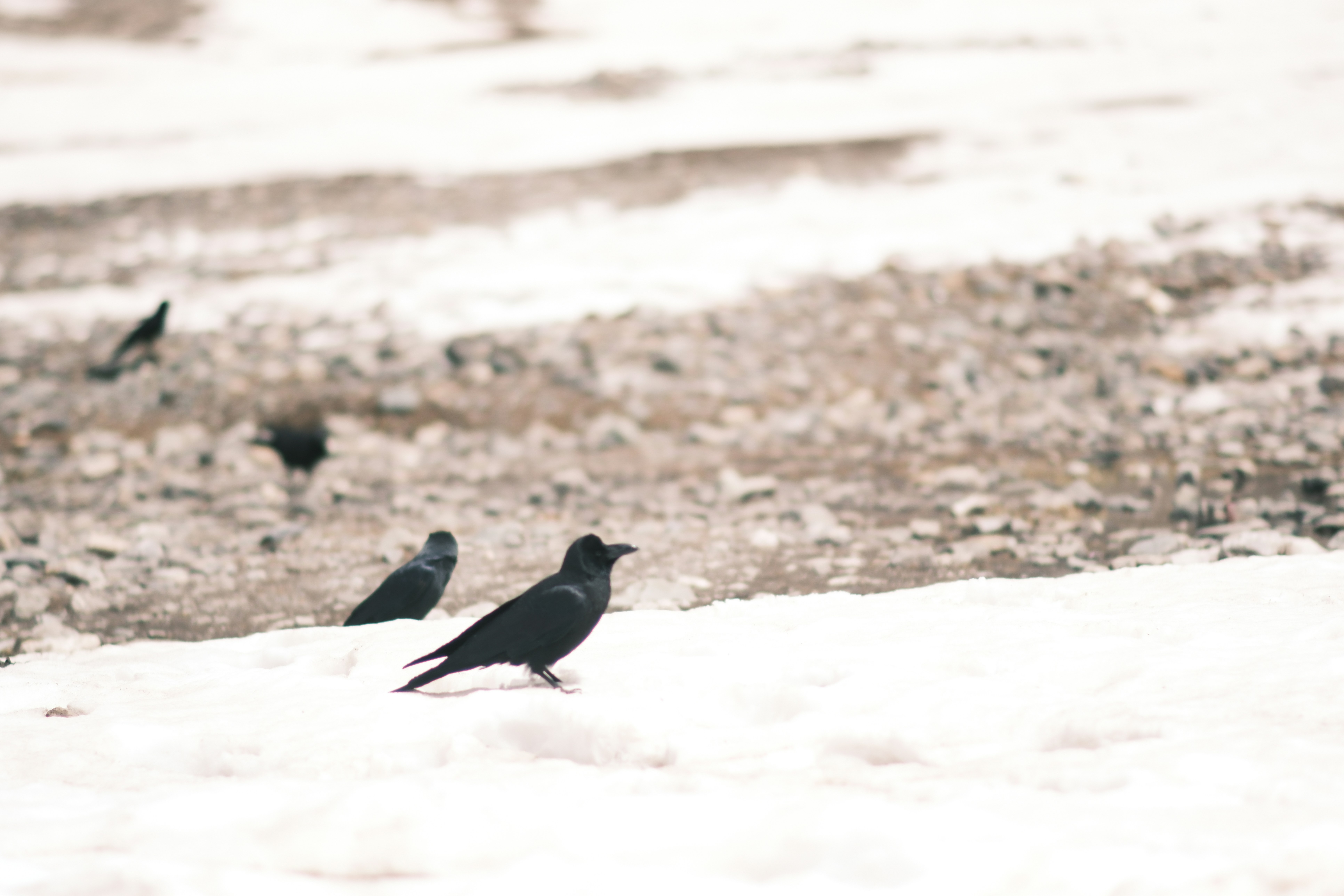Three black crows on a patch of snow near a rocky ground