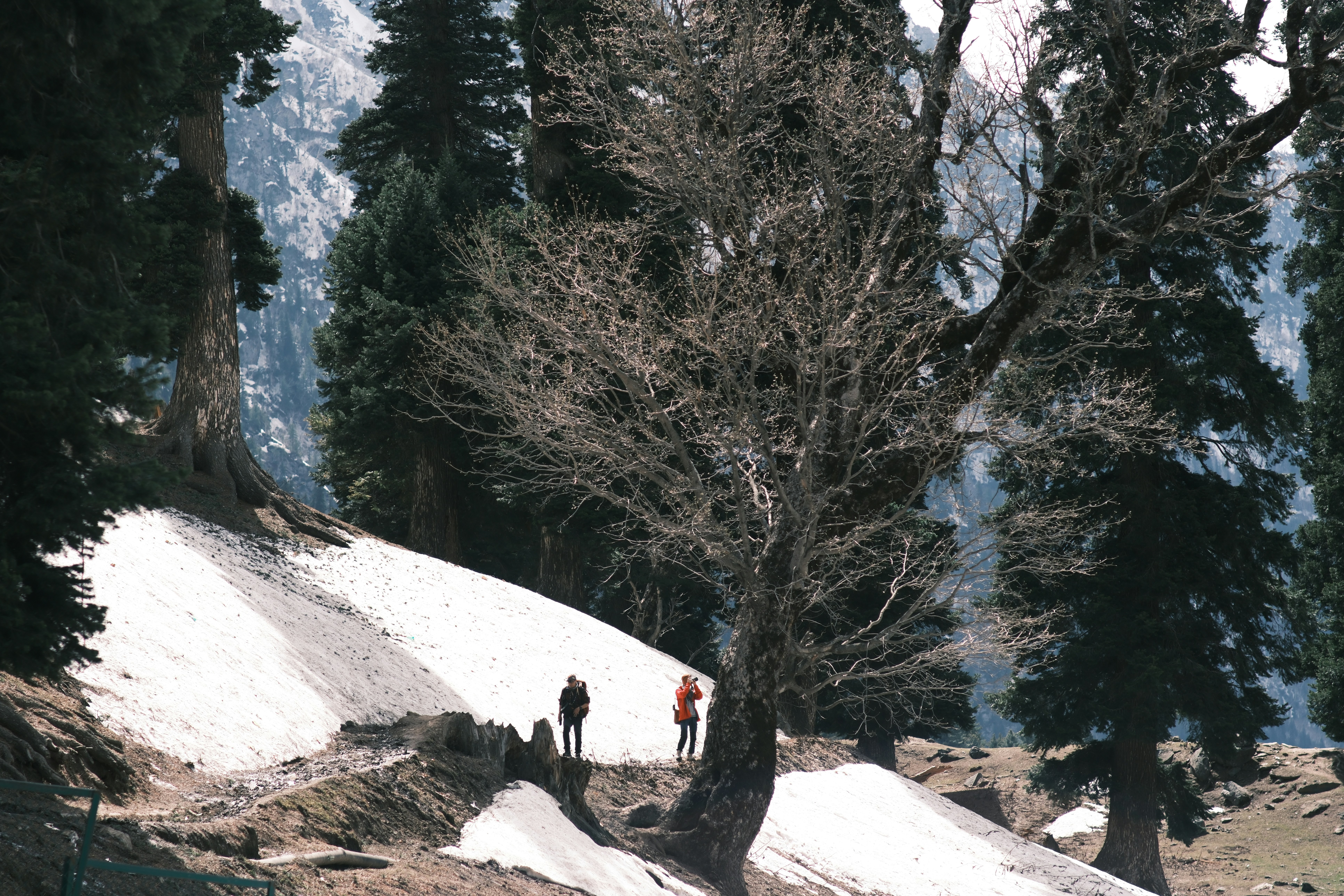 Trail In Snowy Pines: Two hikers on a sunlit ridge