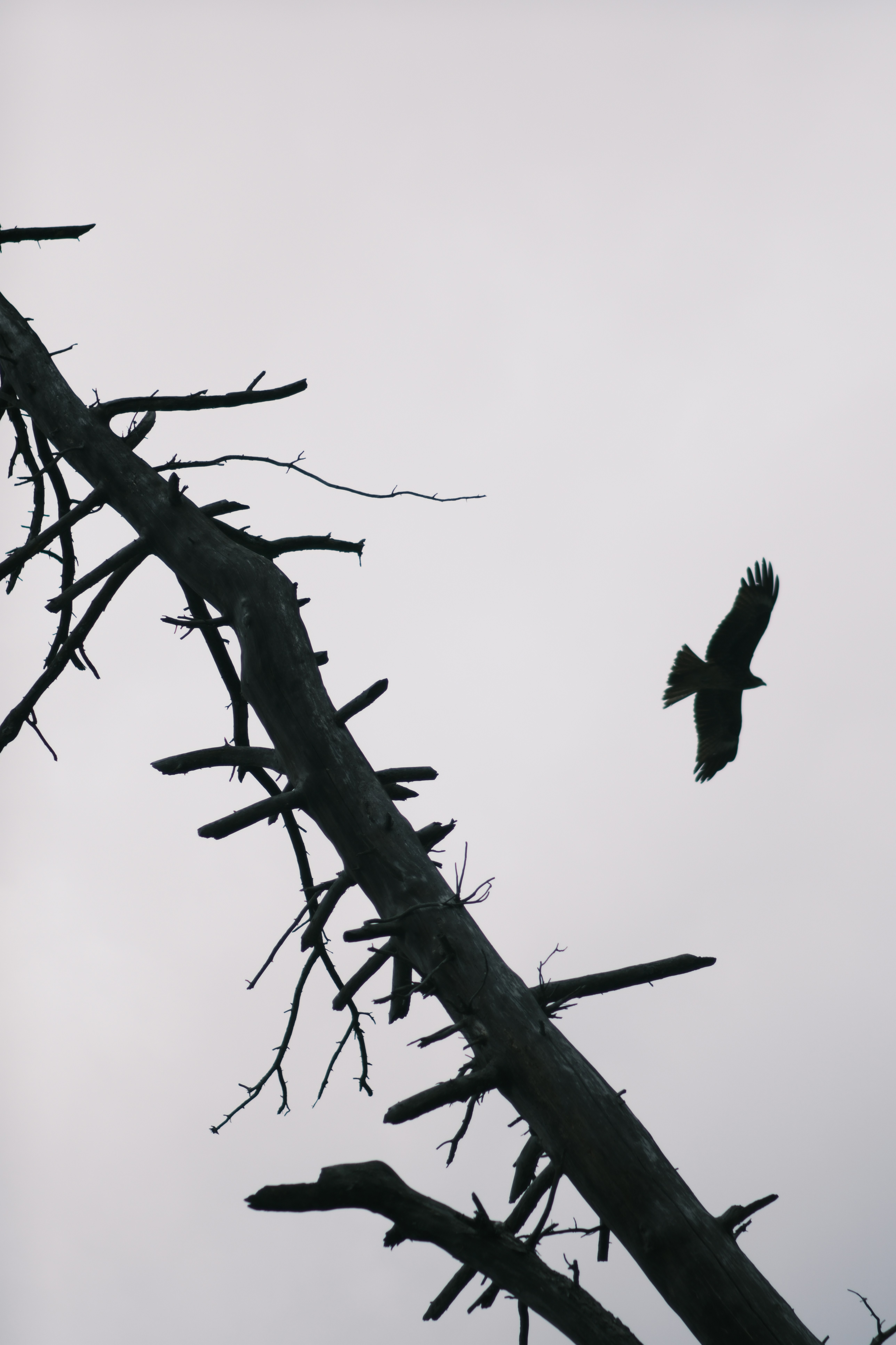 Soaring Silhouette: A Lone Bird Against a Weathered Branch