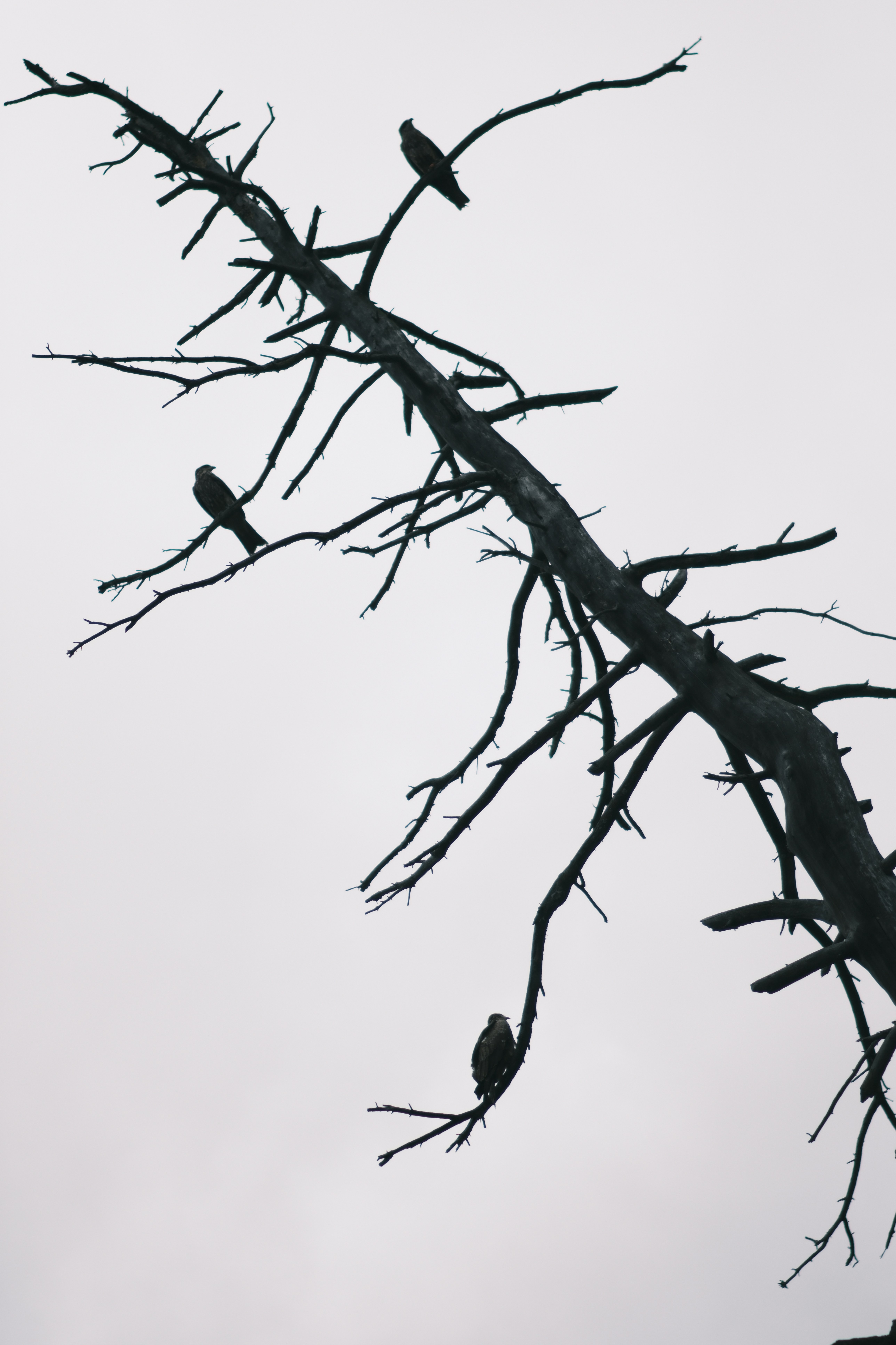 Ghostly Branches: silhouettes of birds perched on a stark, weathered limb
