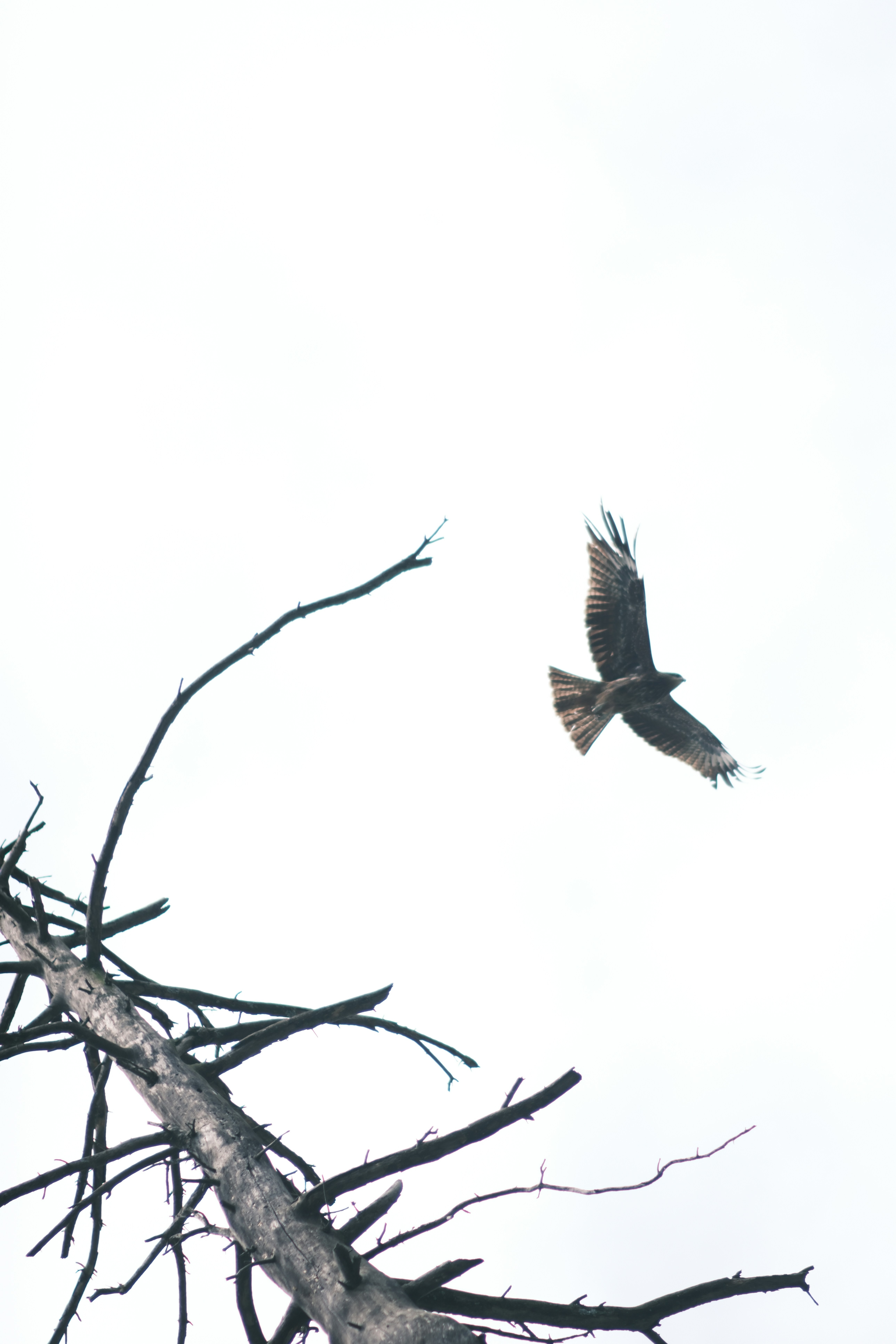 Soaring Sentinel: A Lone Hawk Against a Bleached Sky