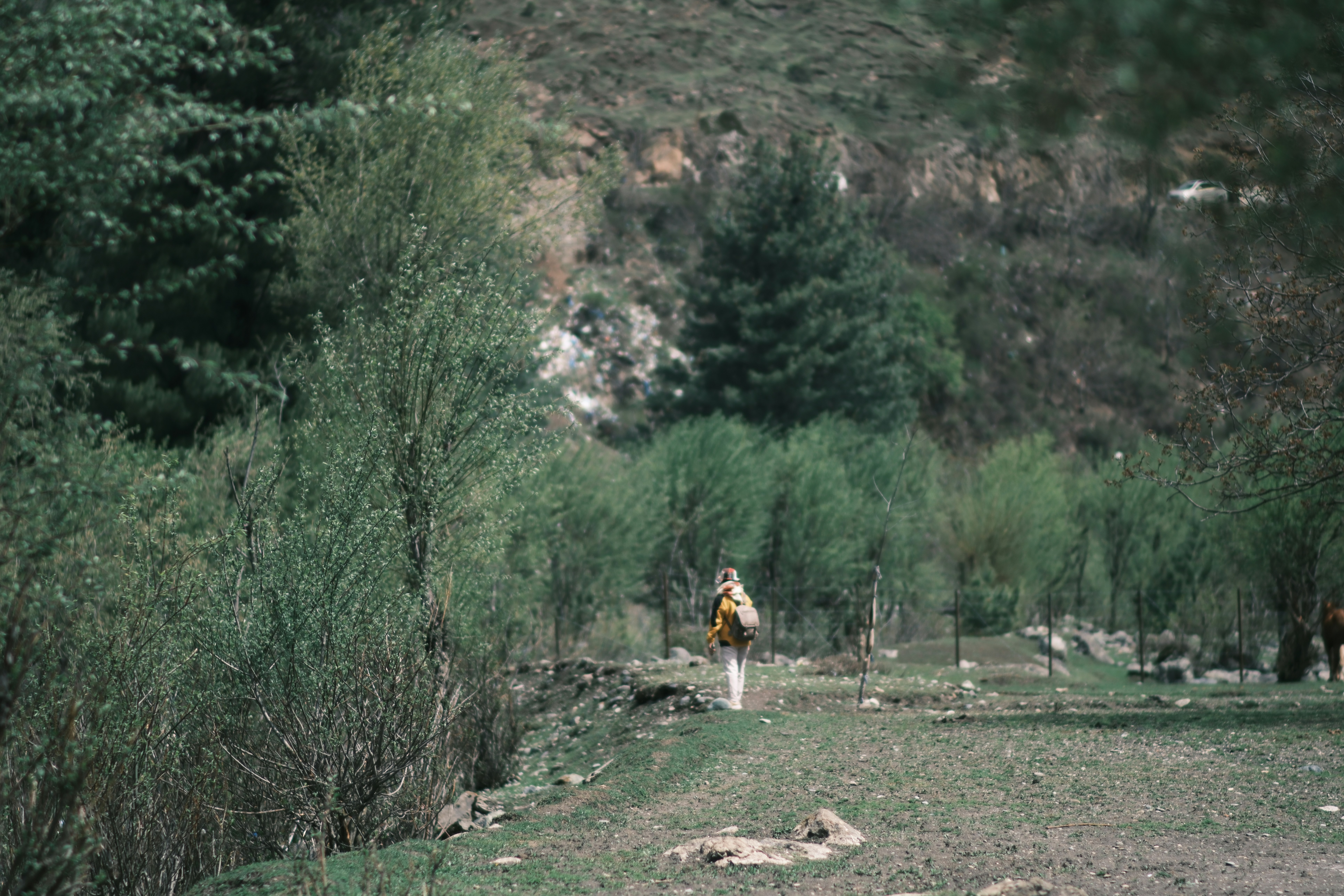 A Lone Hiker Among Quiet Pines