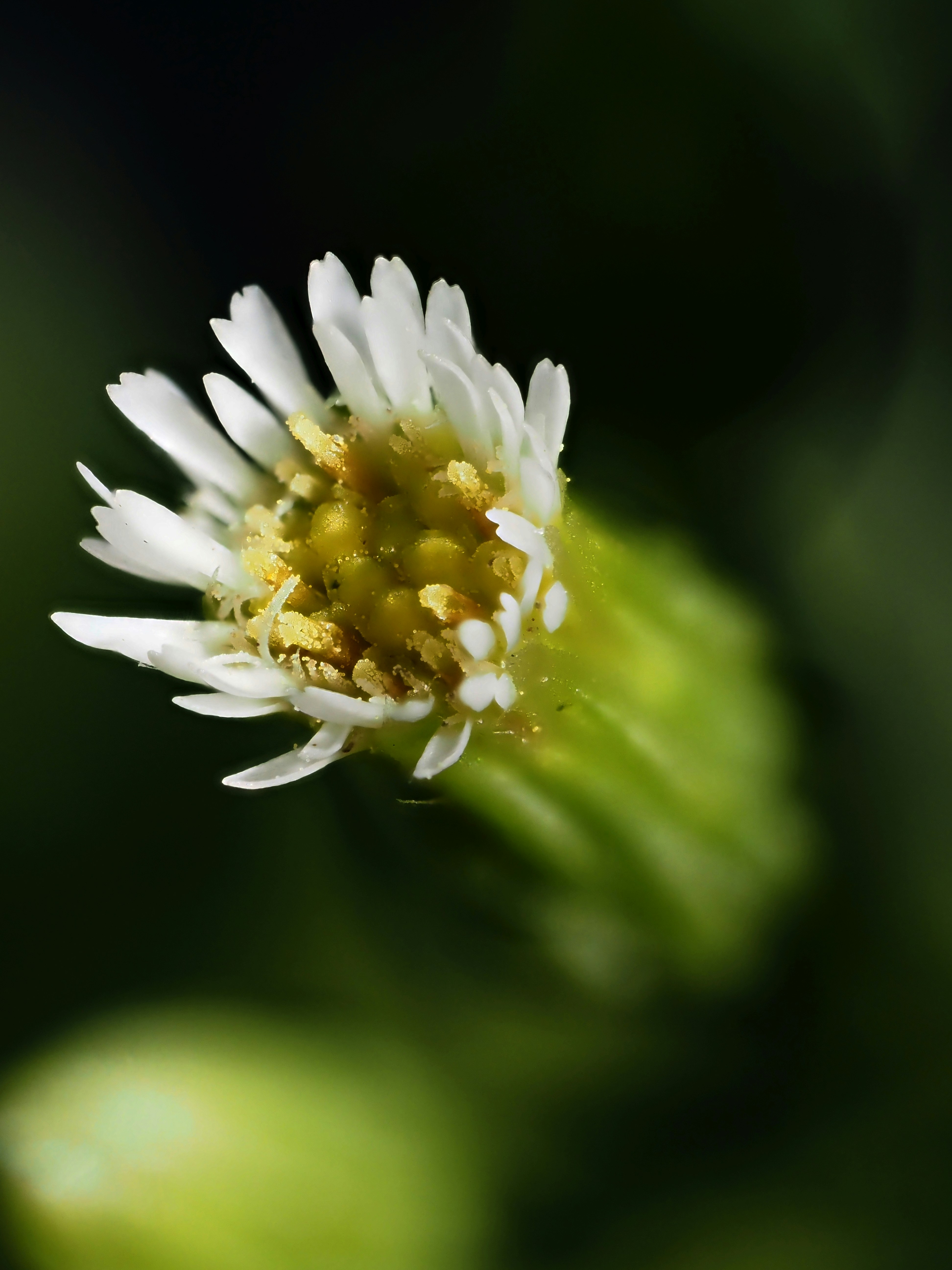 Close-Up of a Delicate White Composite Flower Brimming with Golden Pollen