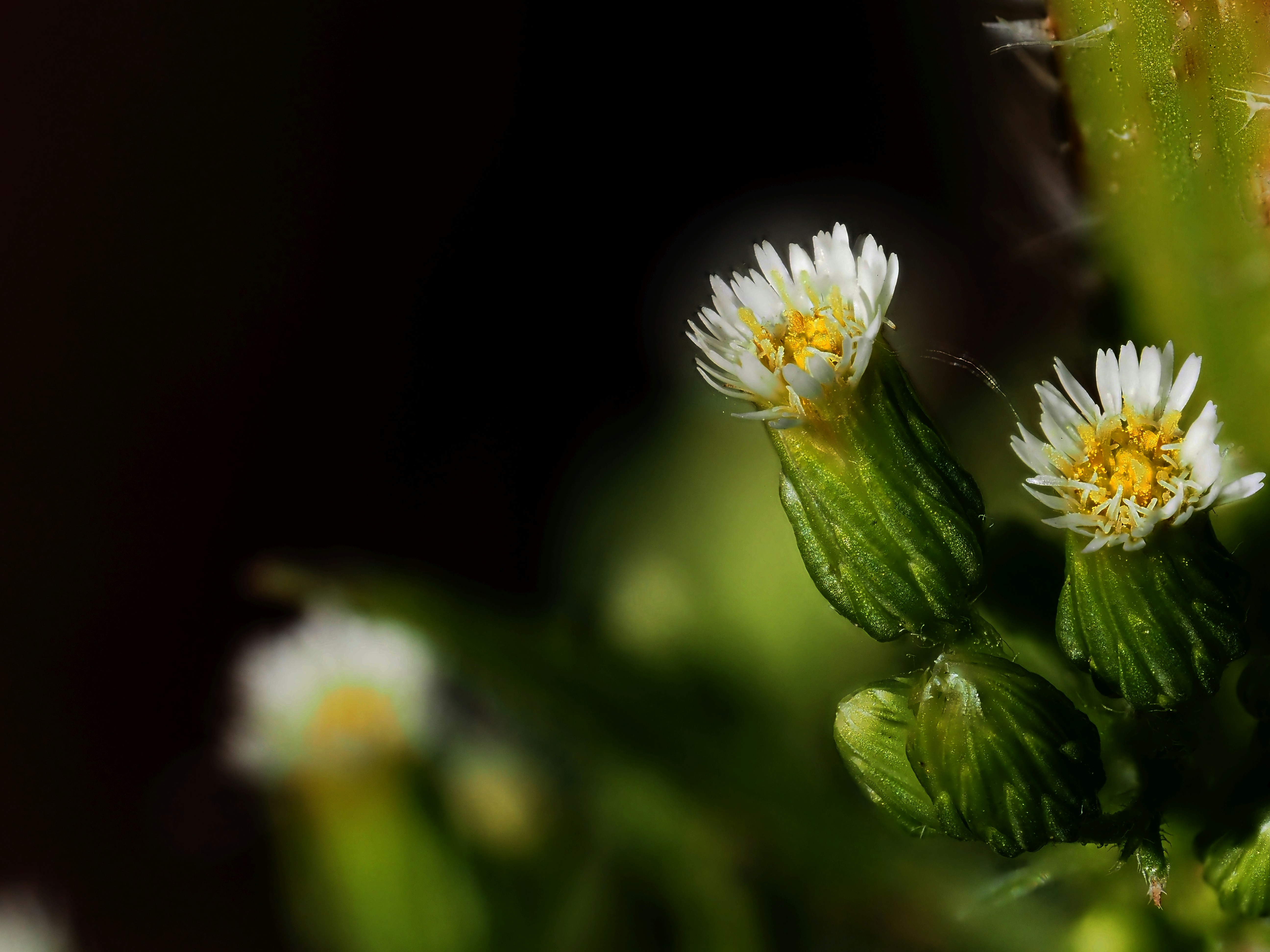 Close-up of small white daisies with yellow centers on green stems, set against a dark background; a macro-style botanical detail highlighting bud clusters.