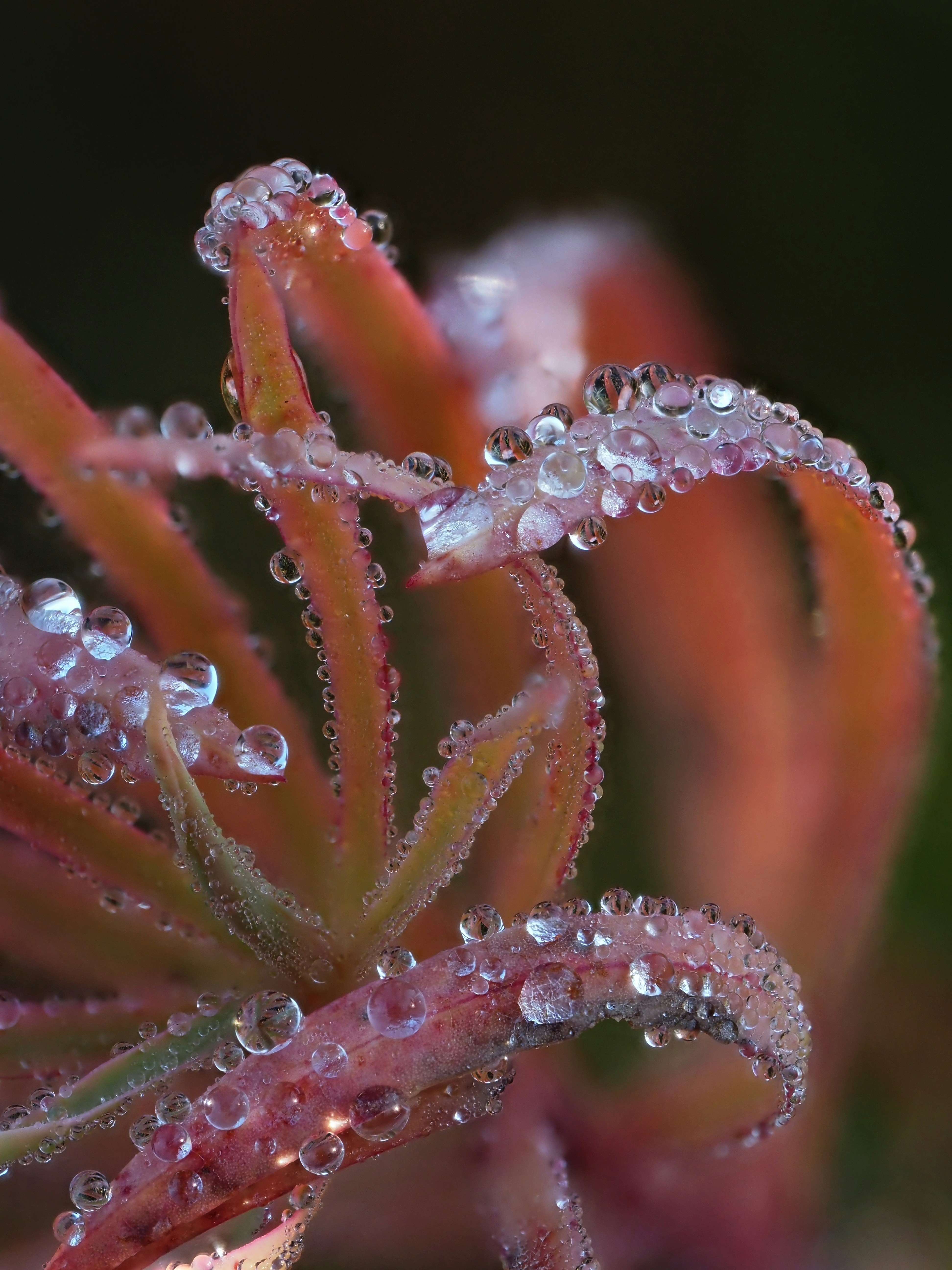 Dew-kissed tendrils: a close embrace of morning droplets