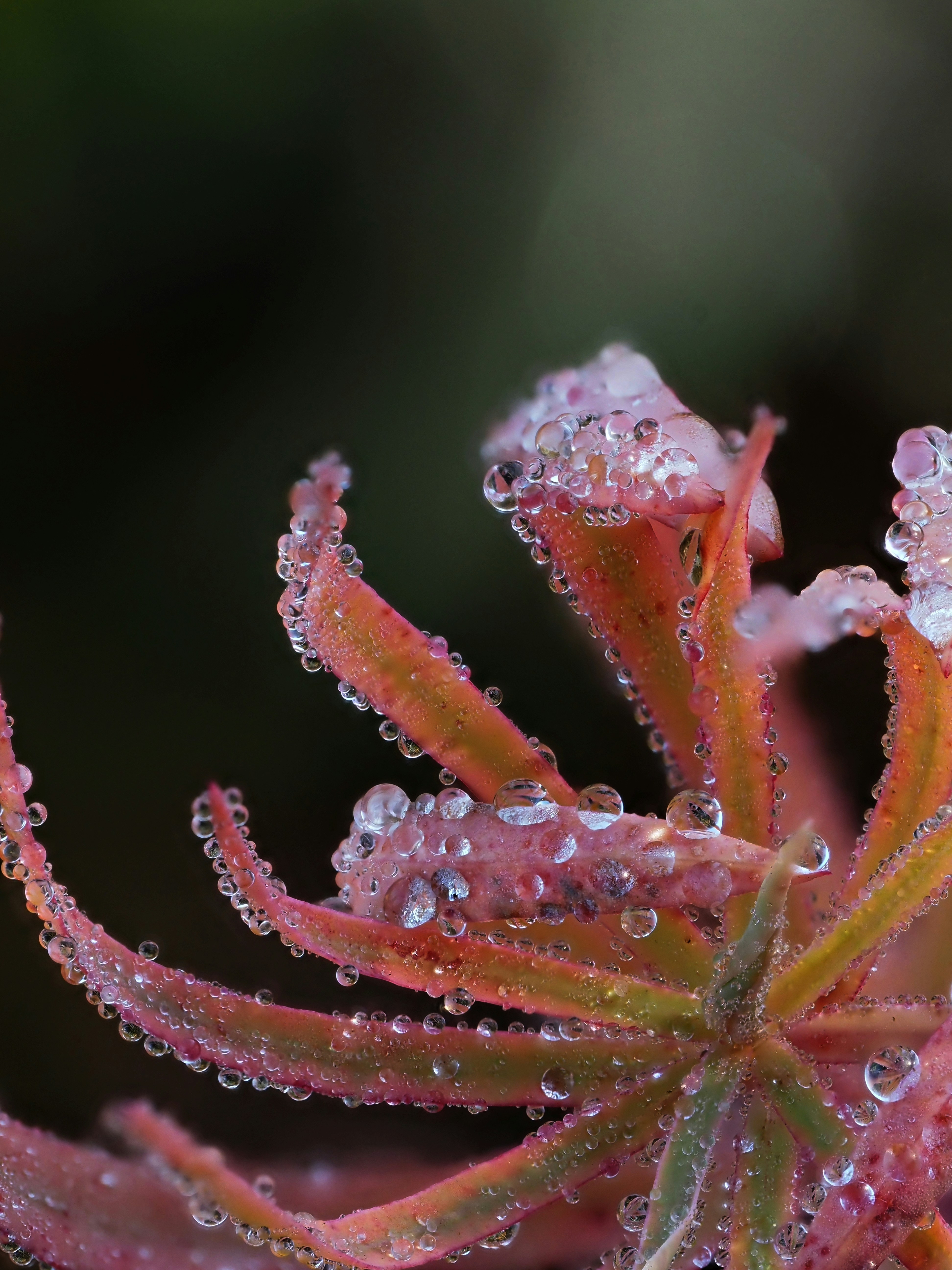 Macro view of pink succulent leaves covered in clear water droplets