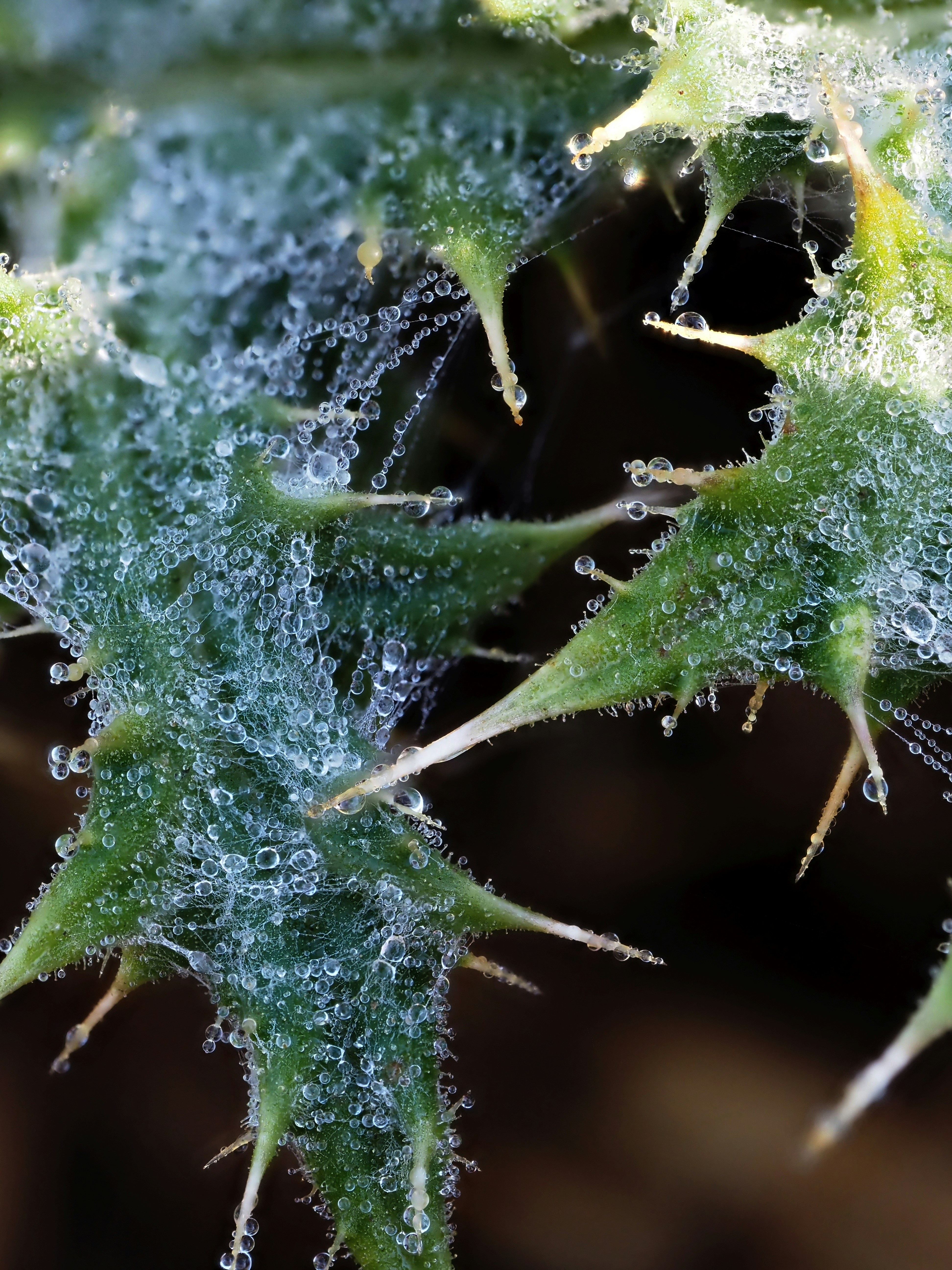 Dew drops on a spiky green thistle leaf with fine spider silk