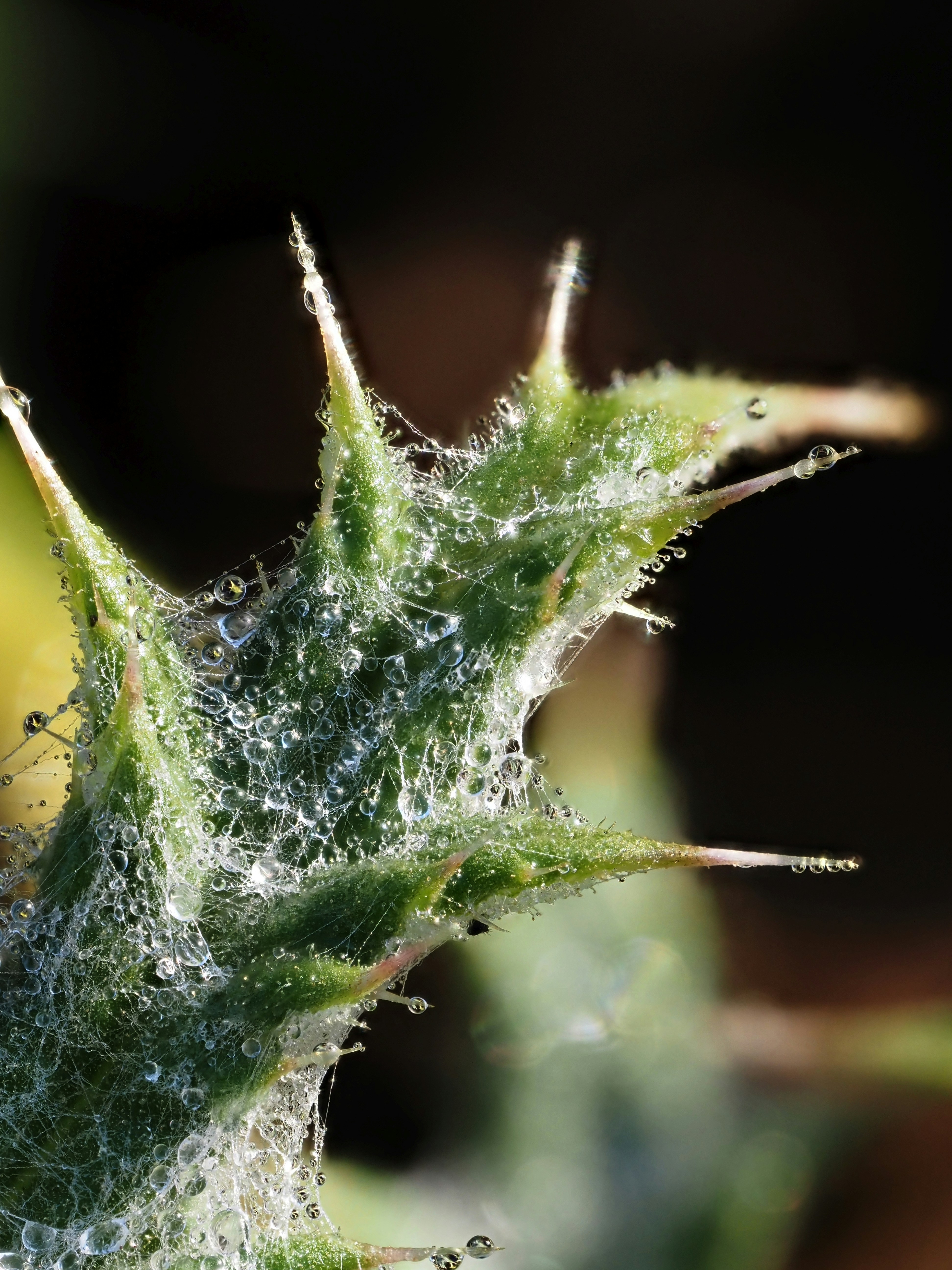 Dew-Crystal Spines: A Macro Glimpse of Spiky Green Thorns