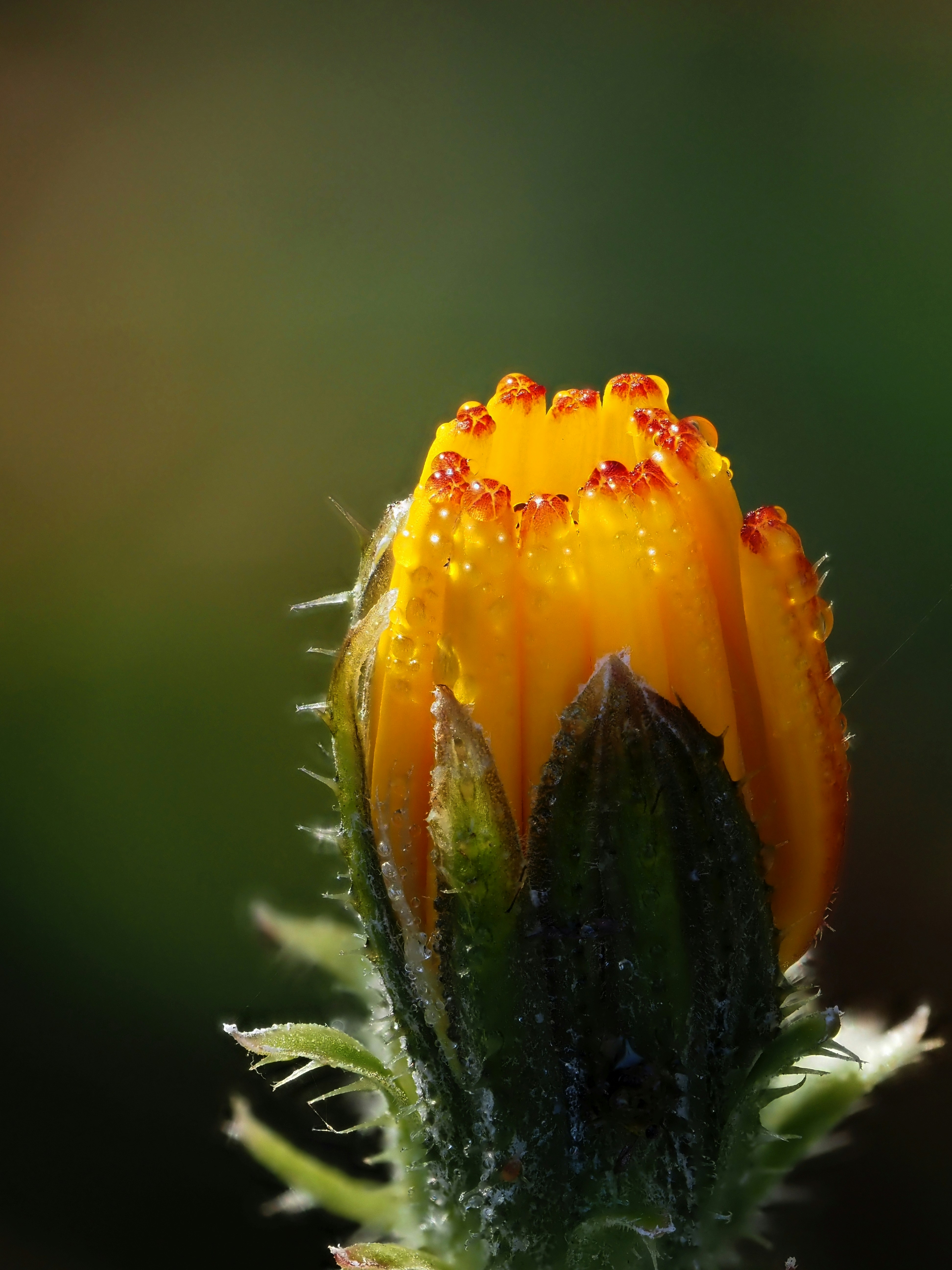 Golden Bud in Focus: A Floral Burst of Spring
