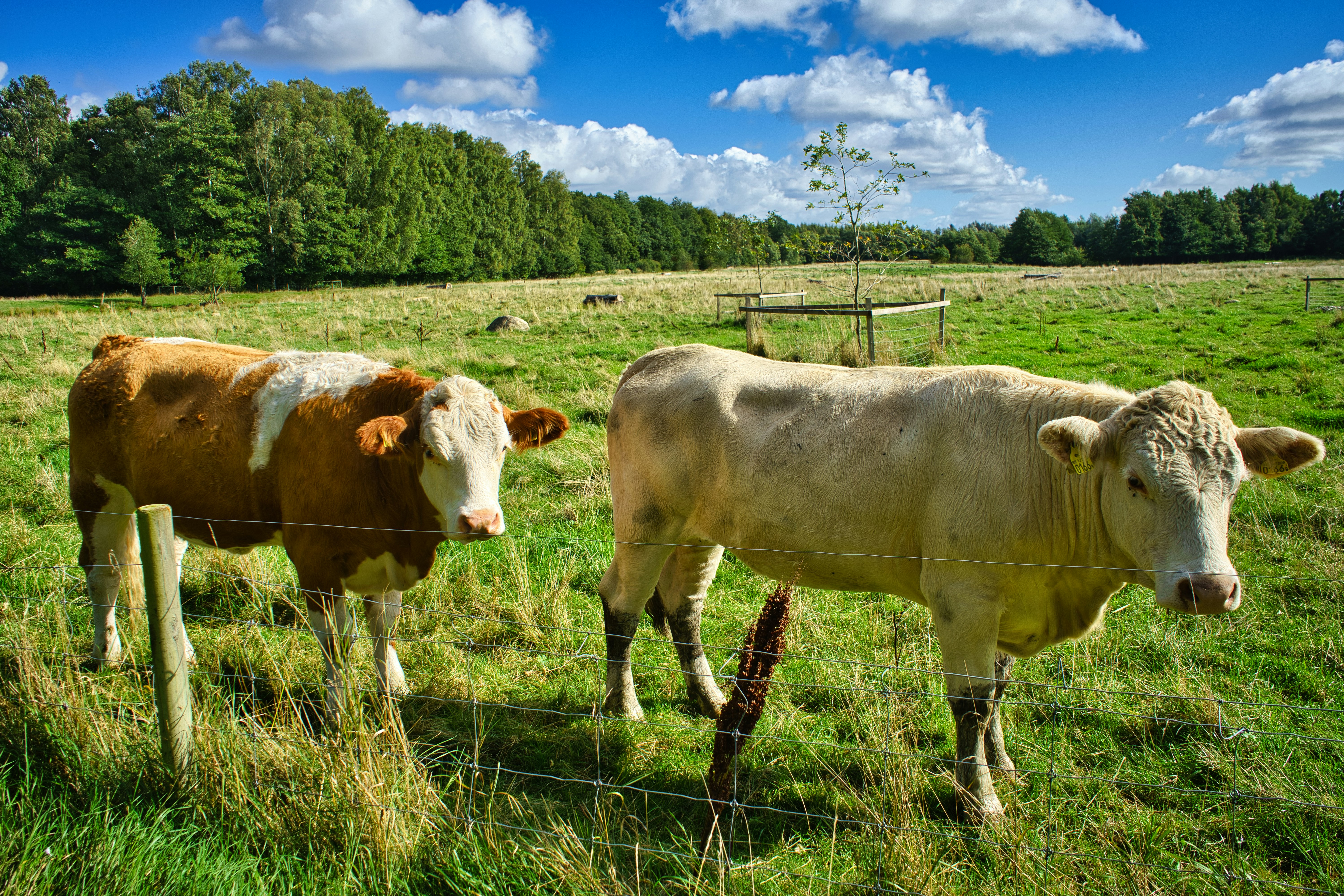 Pasture Two: Cattle at Dappled Light