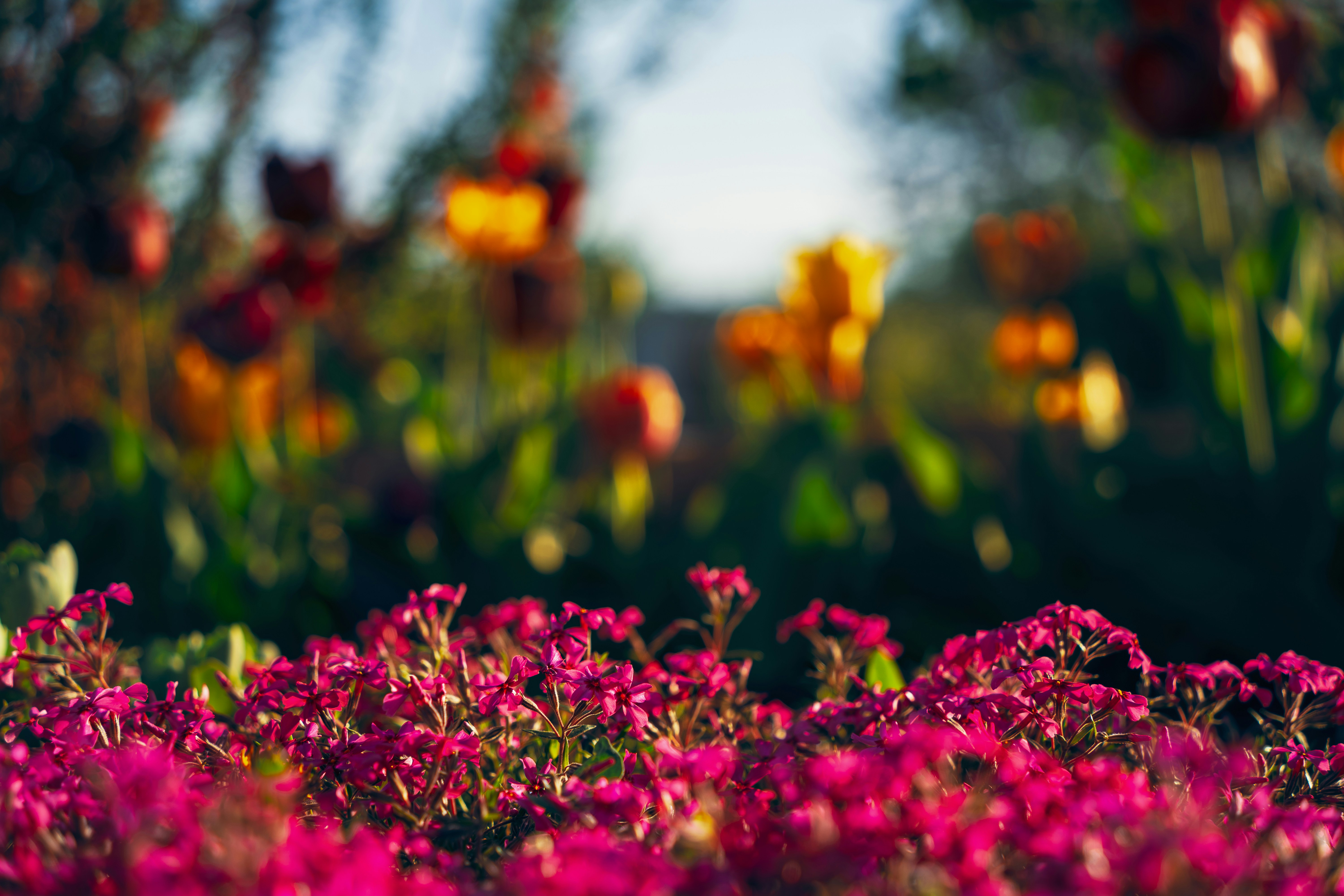 Small pink flowers in the foreground with blurred yellow and red tulips behind