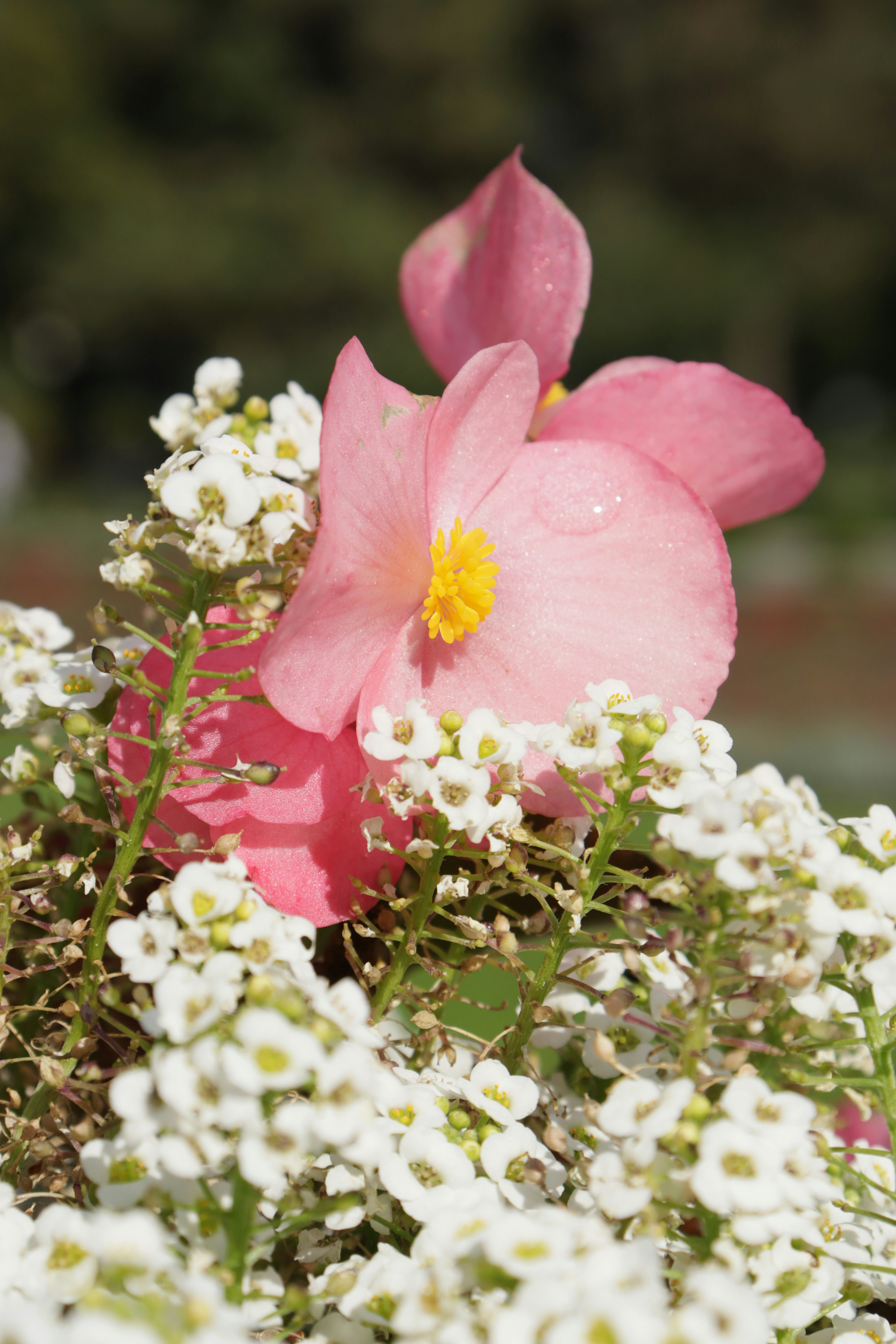 Soft pink flower with a bright yellow center sits among small white blossoms, captured in a close, garden-wide shot. A natural floral composition highlighting contrast between pink petals and white clusters.