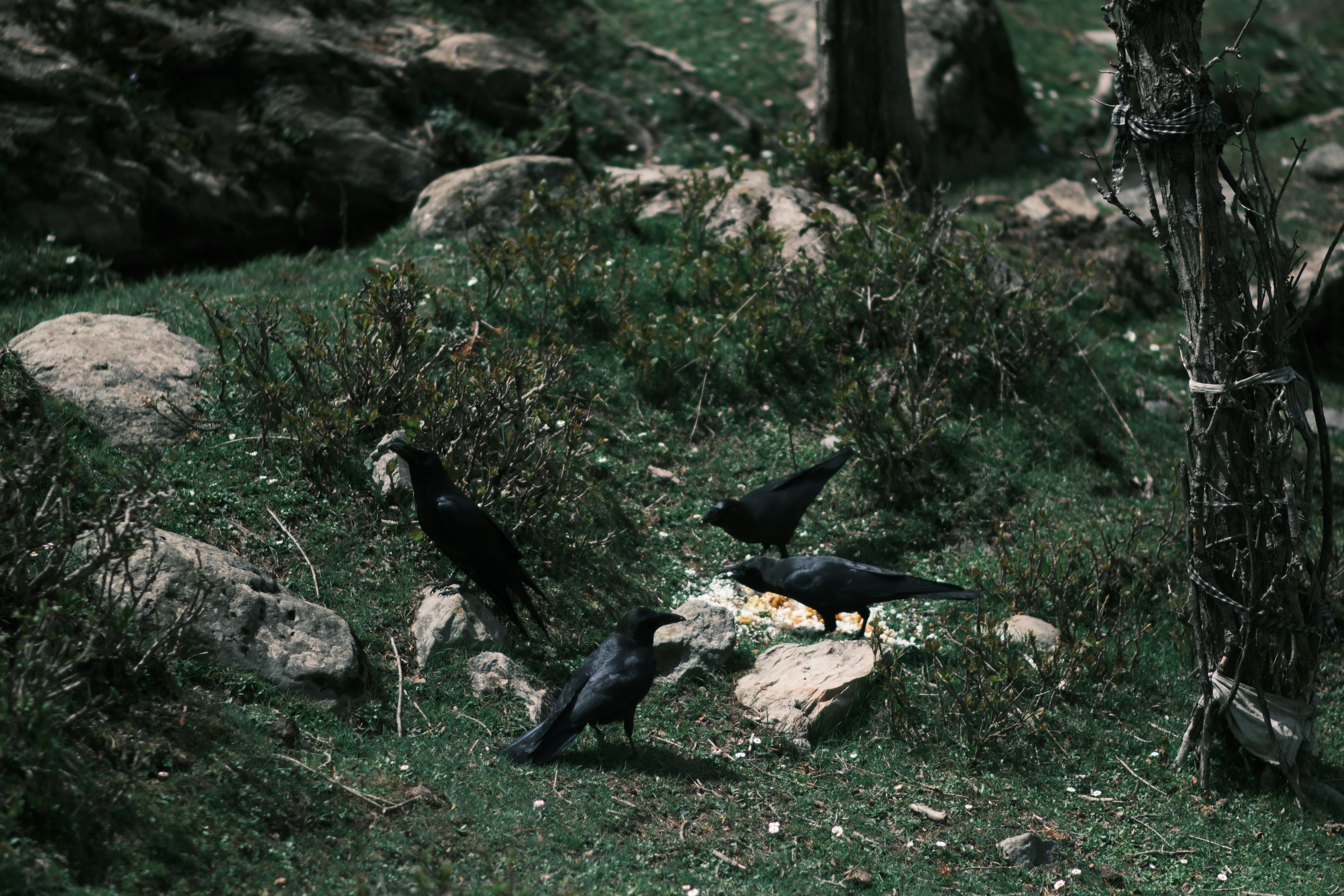 Three Black Birds on a Rocky Forest Floor