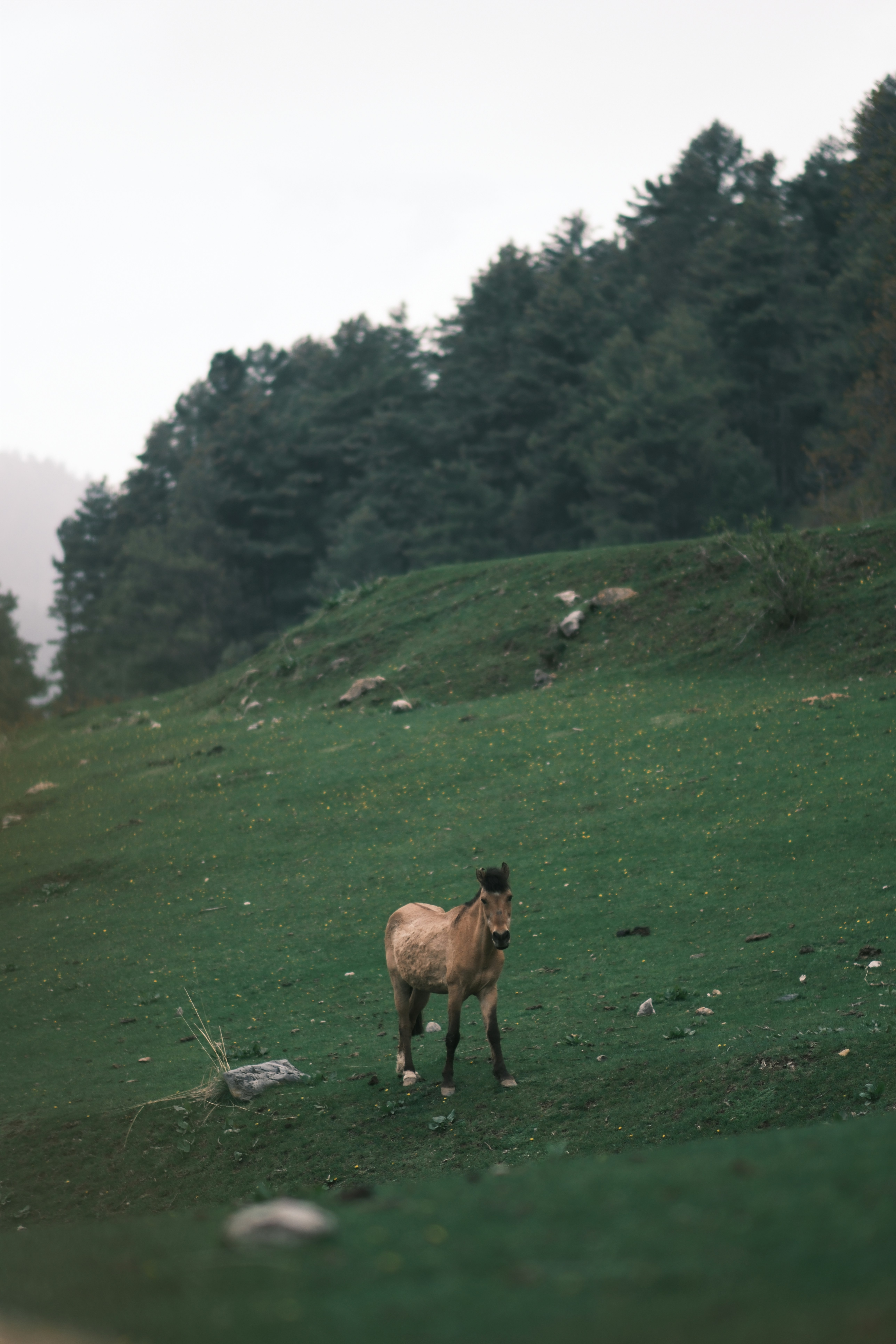Gentle Grazer on a Fog-Kissed Slope