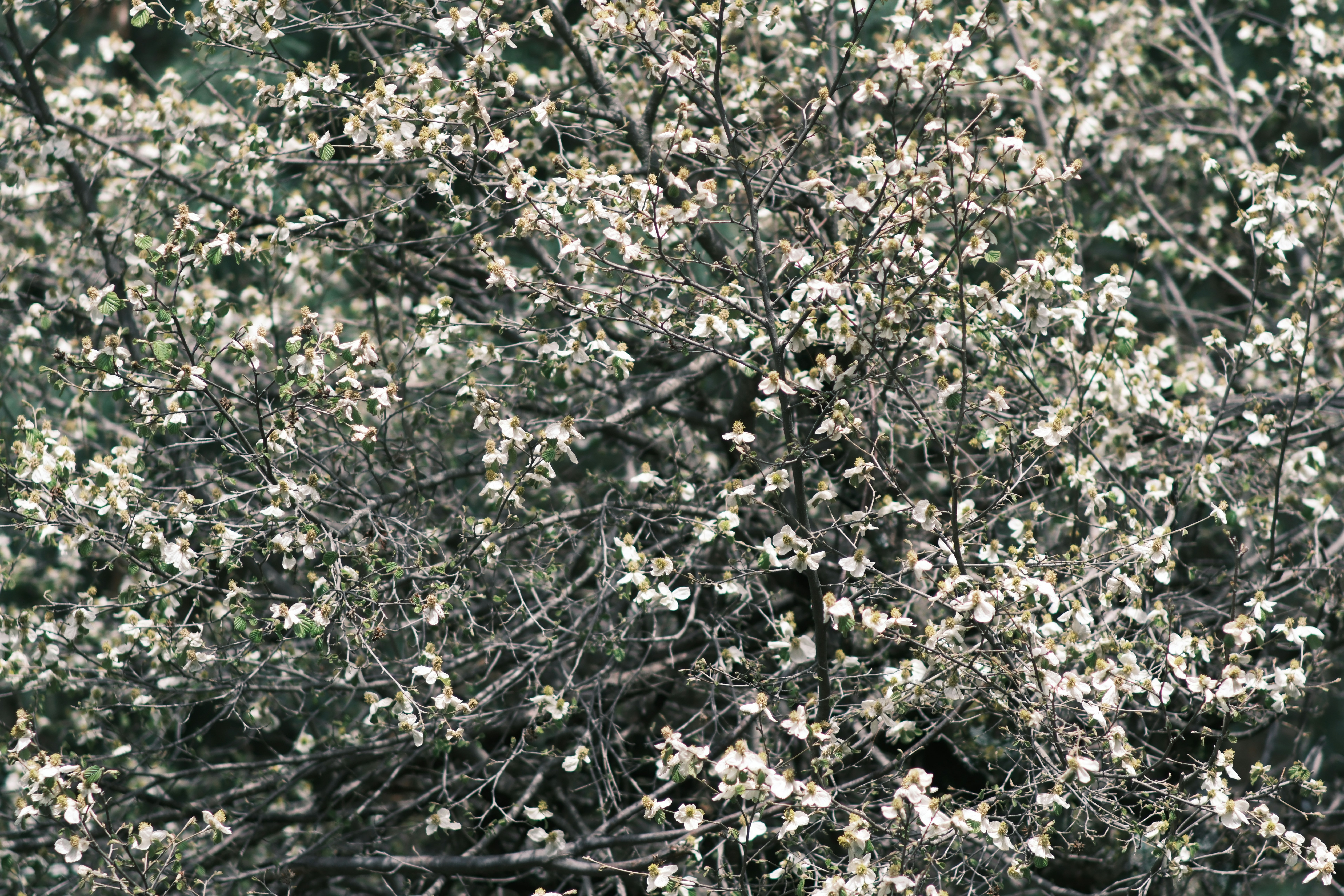 Blossoms in a Silent Briar: A Sea of White in Dim Light
