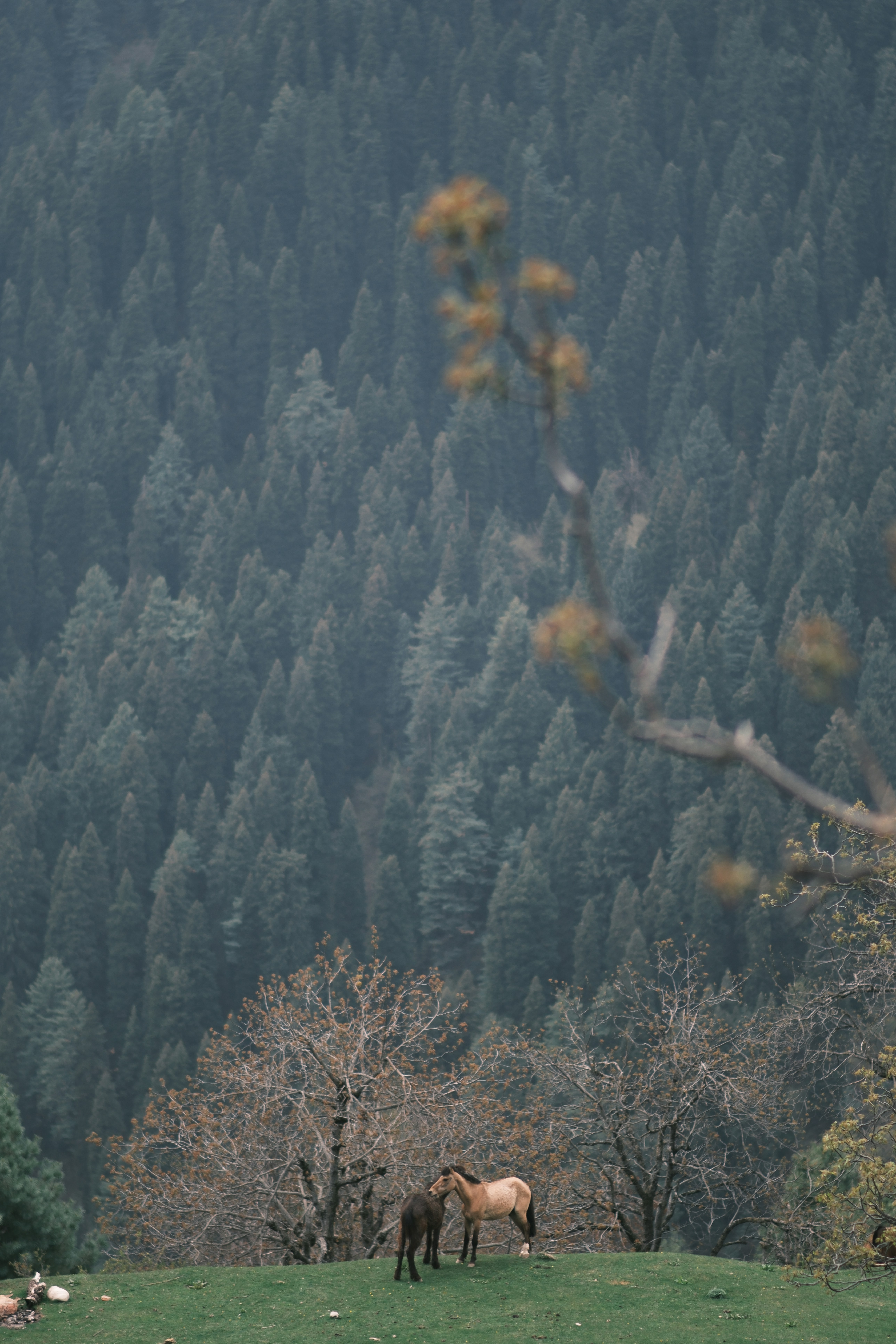 Two Horses at the Edge of a Forested Clearing