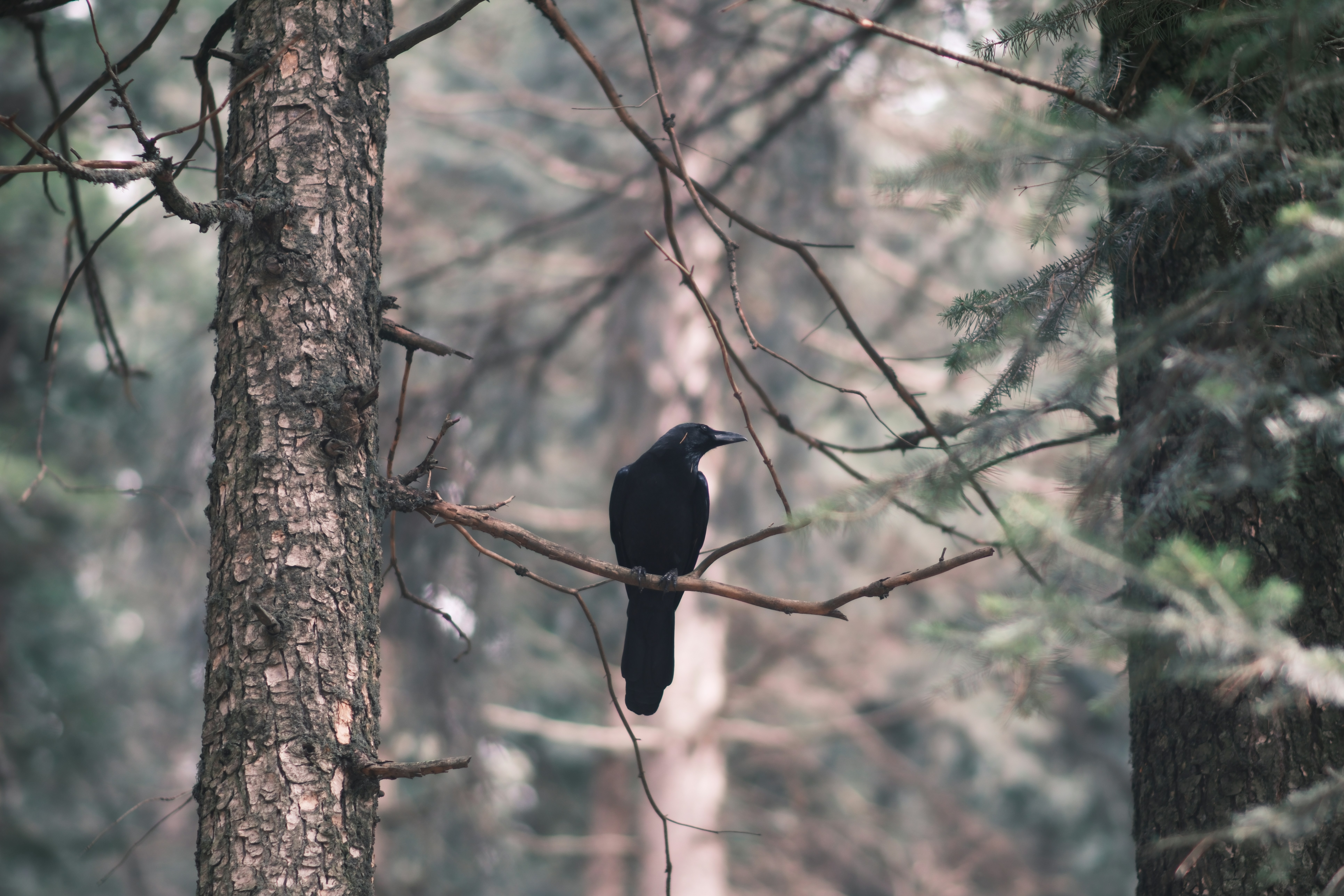 Midwinter Perch: A Black Crescent in the Conifer Glade