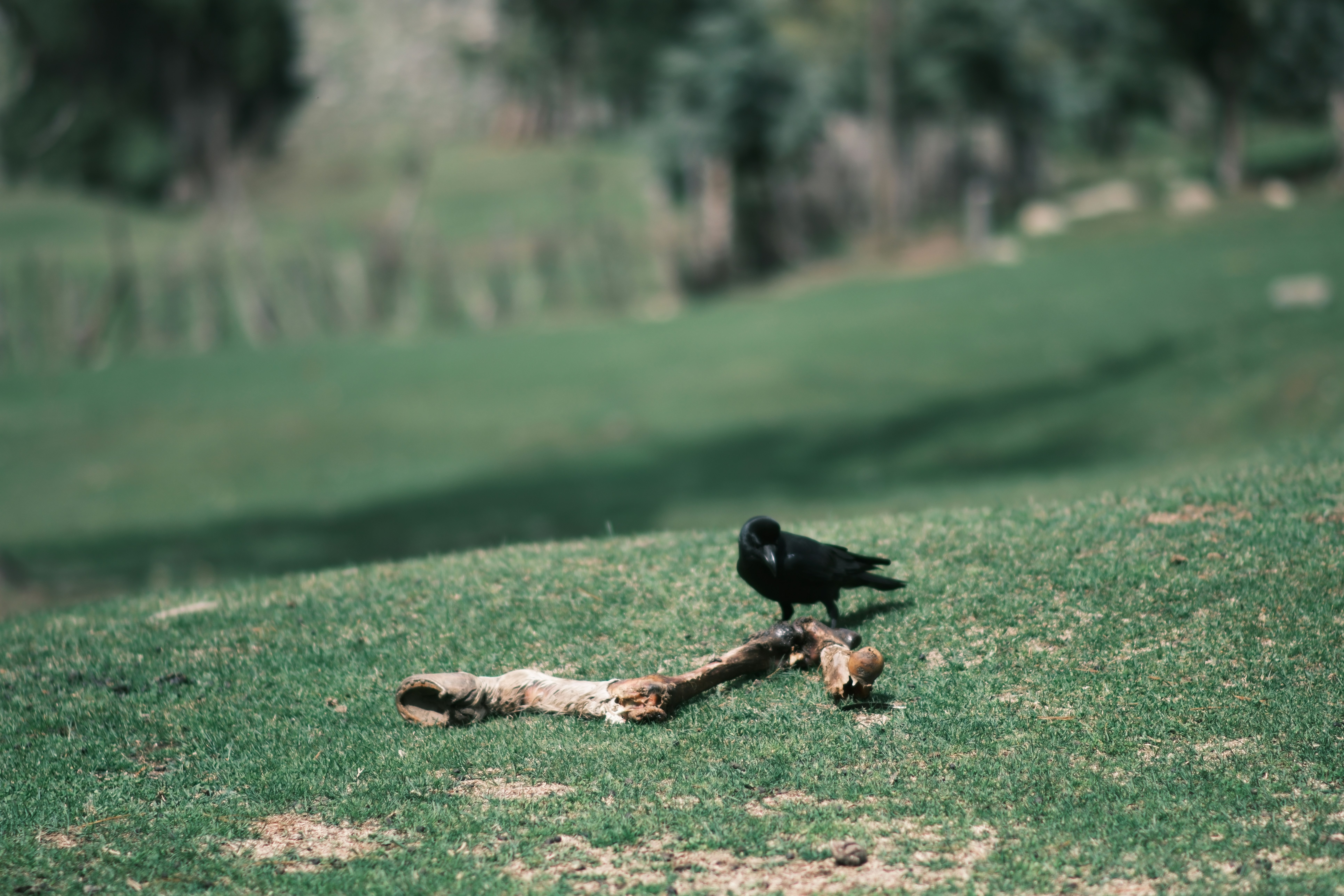 Raven on a Log: A Quiet Moment in the Park