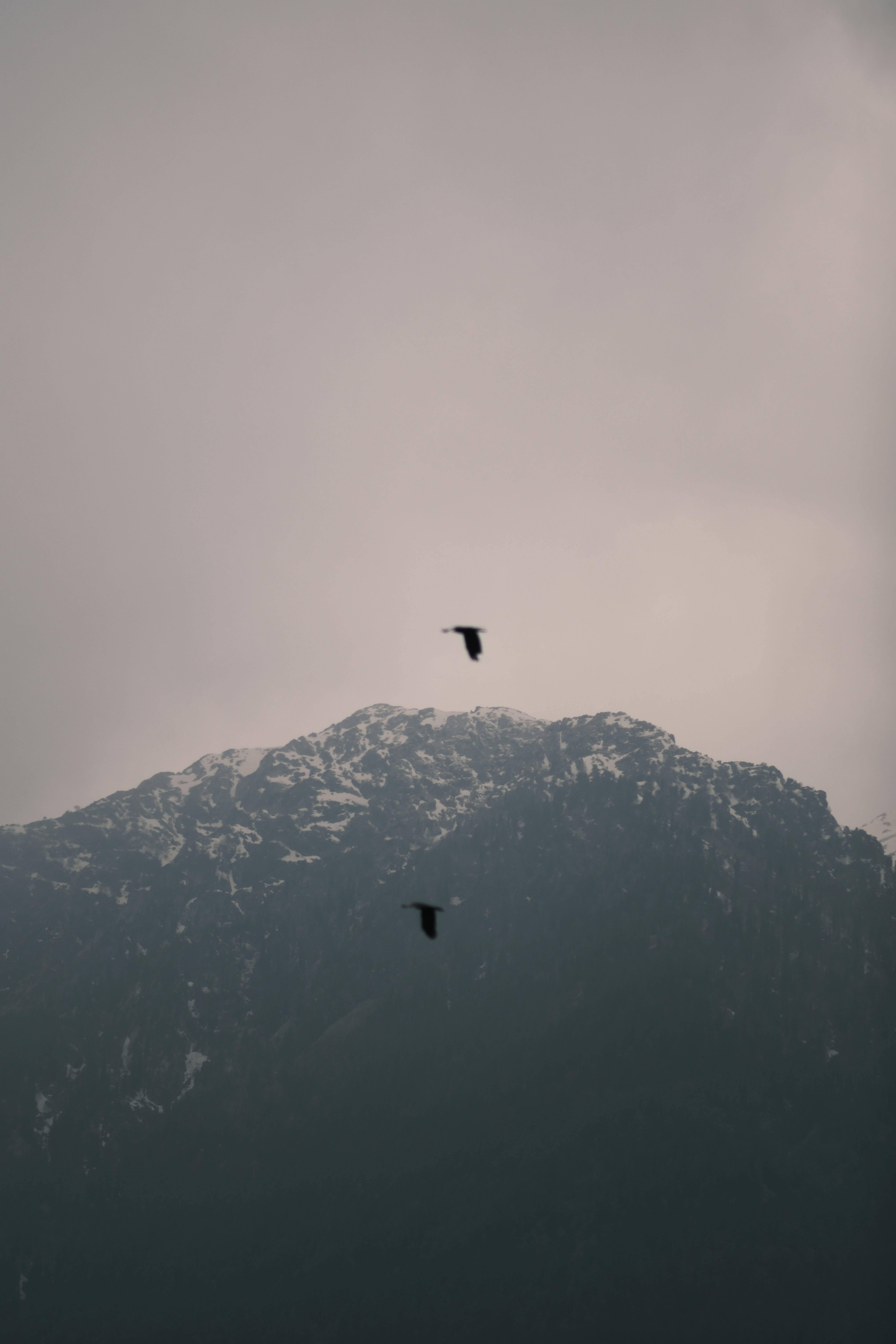 Raven Duo Over a Snow-Kissed Peak