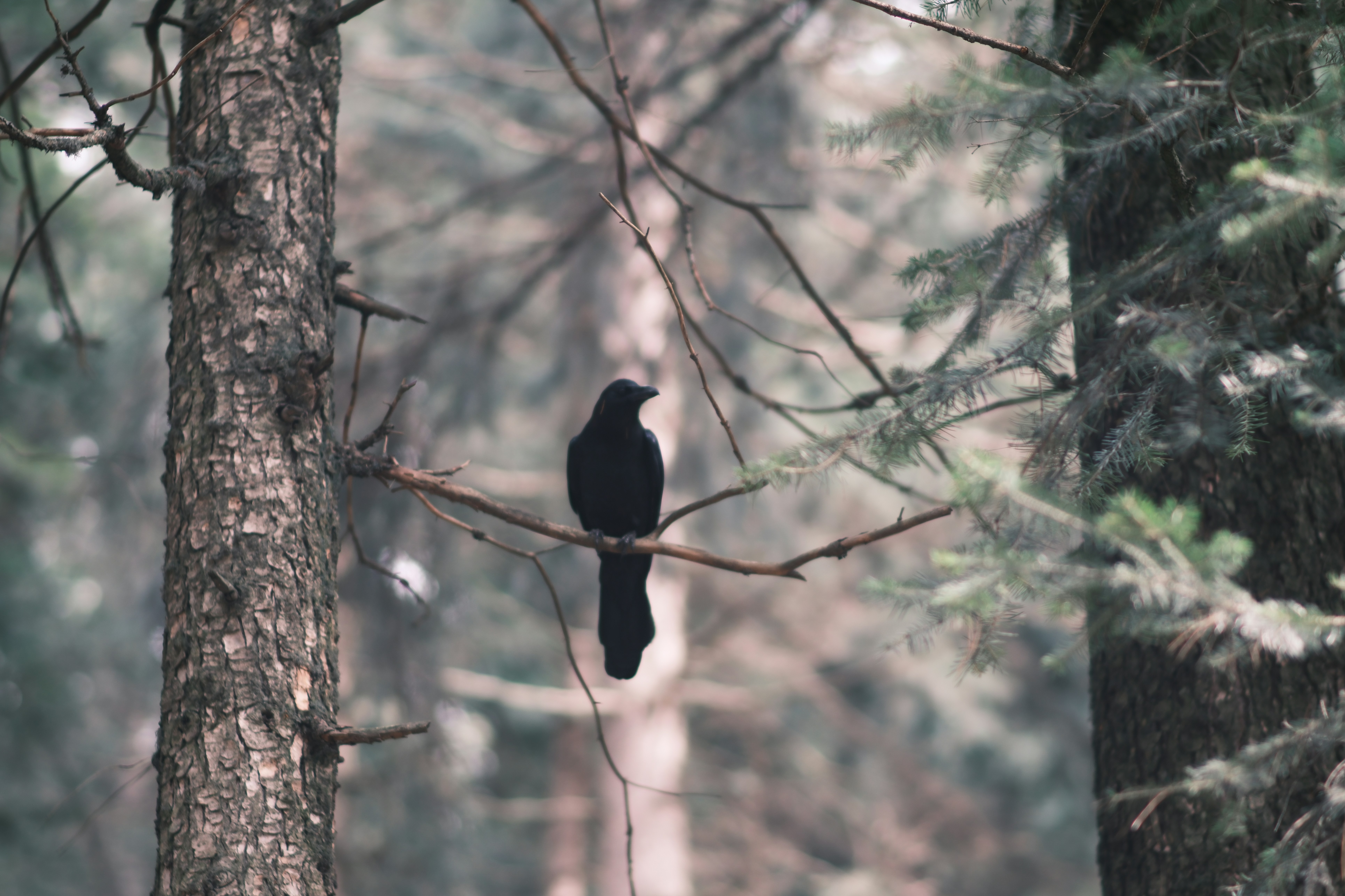 Midwinter Vigil: A Black Bird Stands Between Conifers