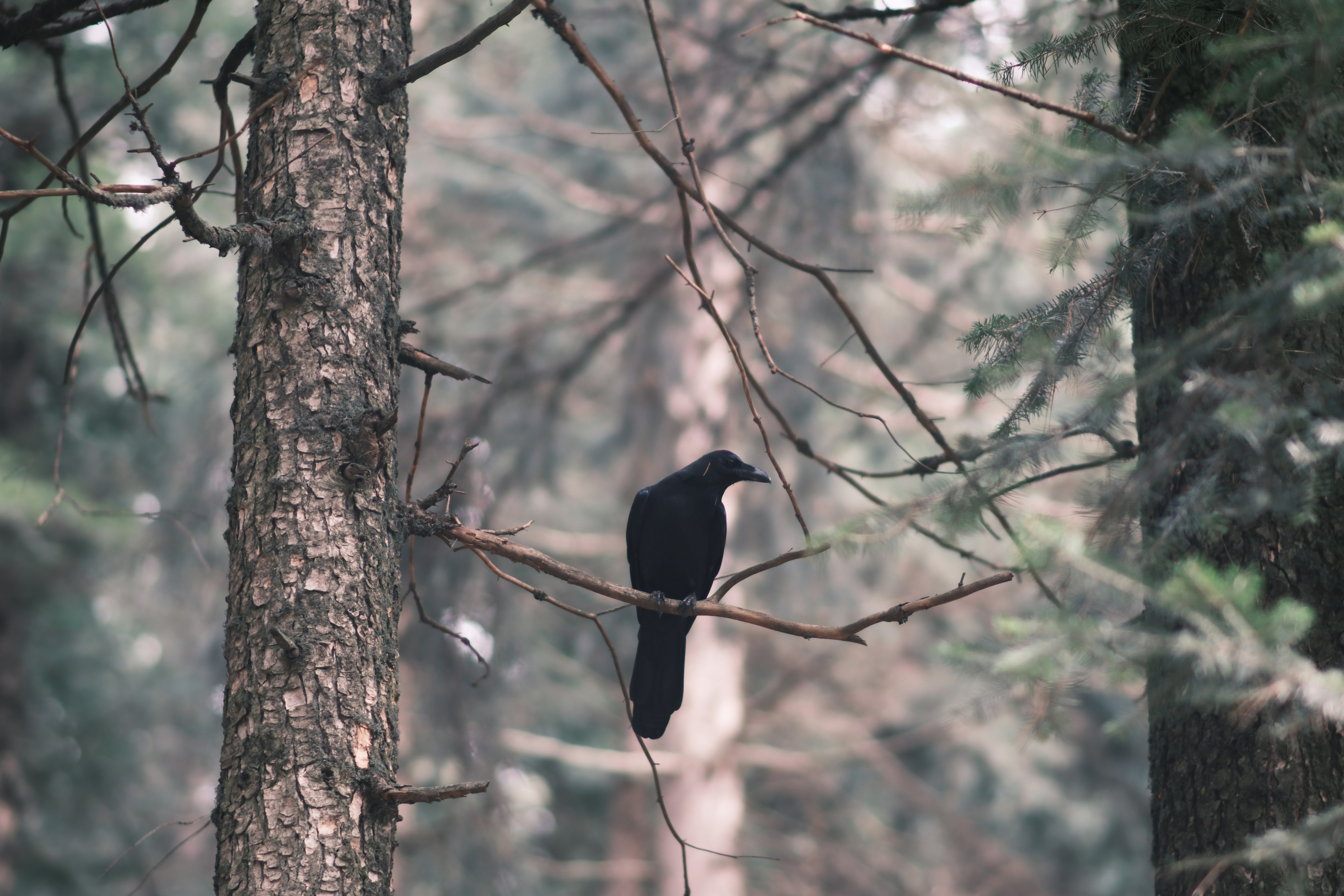 Midwinter Blackbird Standing Guard in a Misty Evergreen Corridor