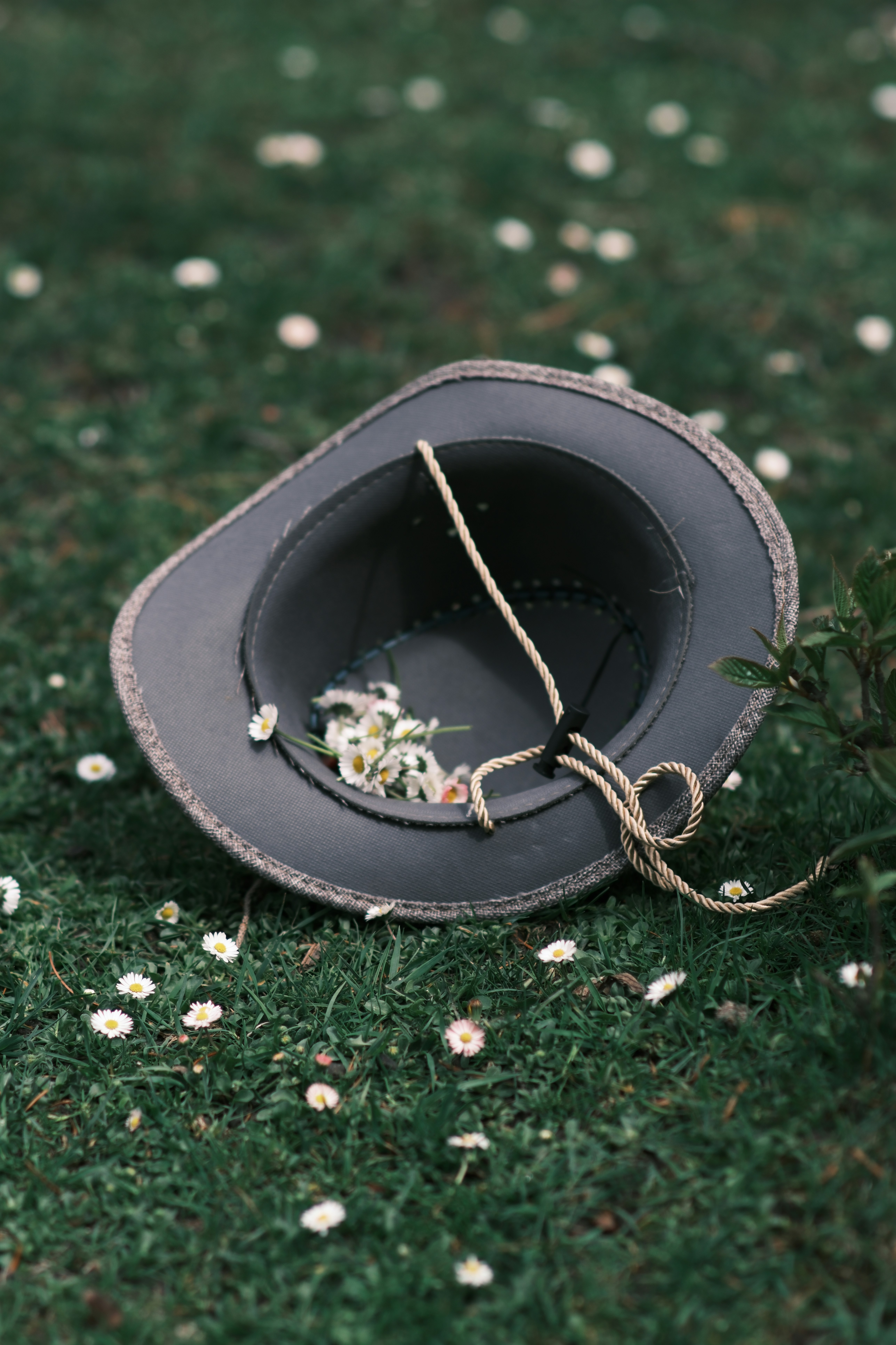 A Weathered Hat Resting in a Field of Daisies
