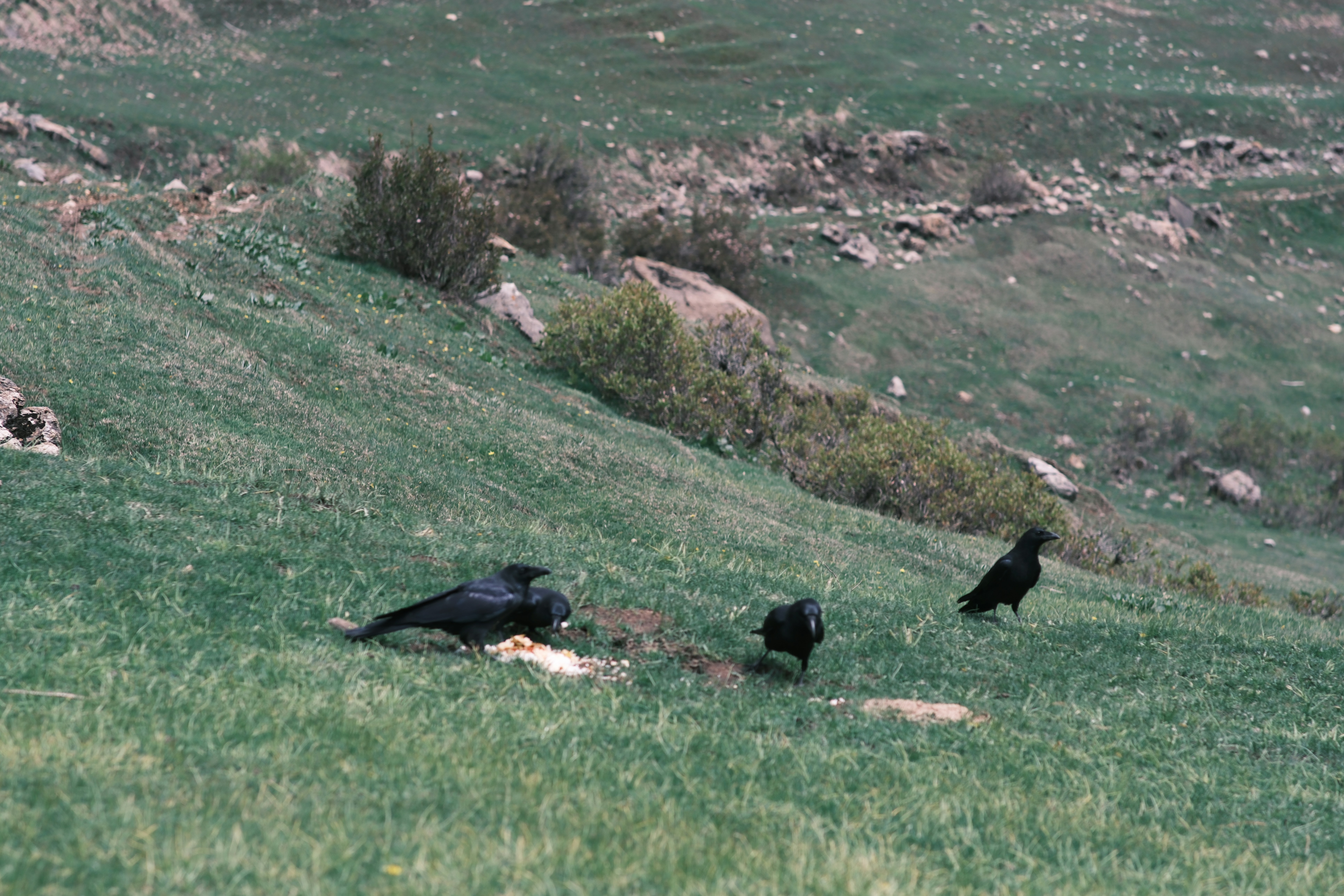 Crows at the Grassy Knoll: A Quiet Moment on a Highland Slope
