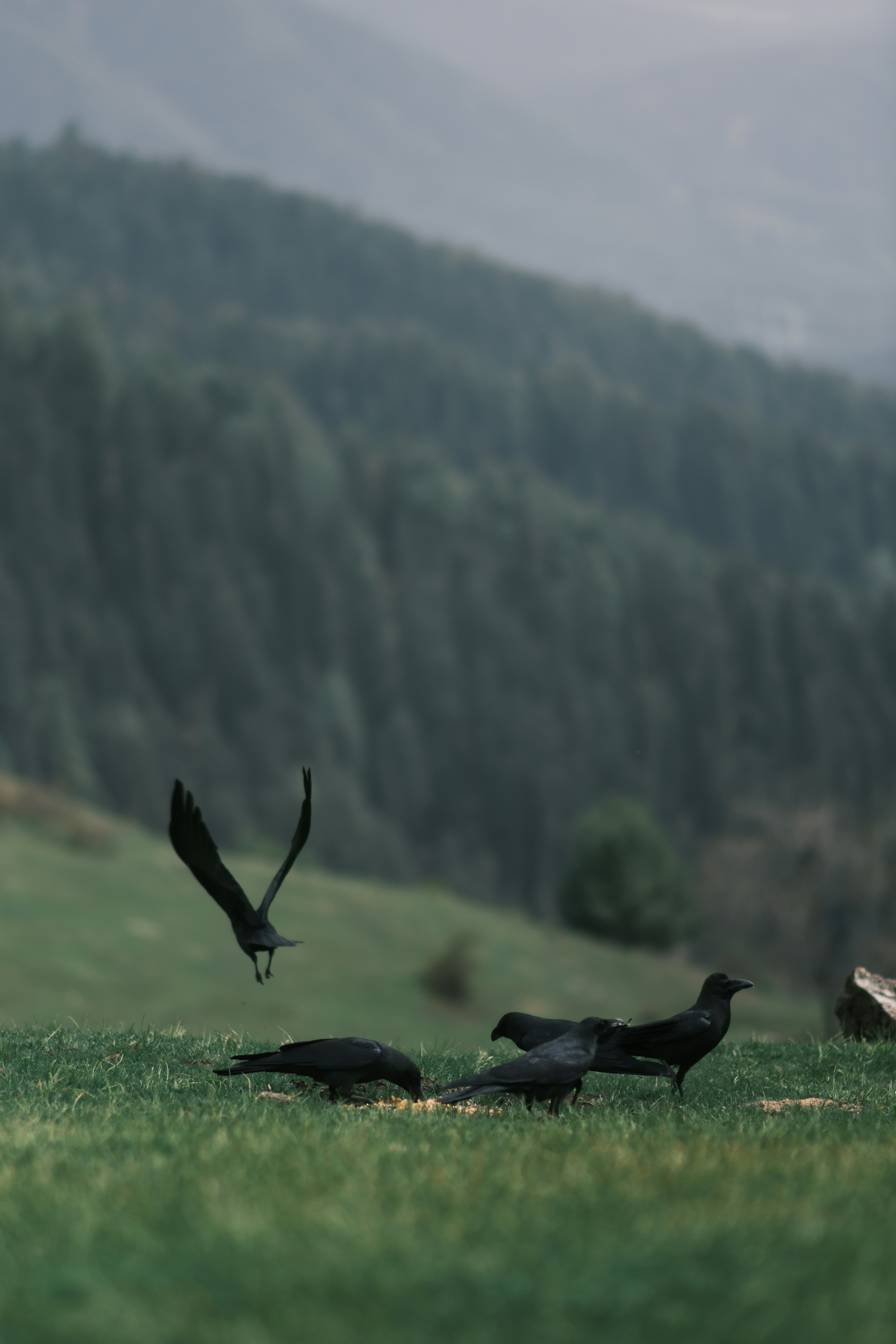 Raven Court: Gathered in a Quiet Alpine Meadow
