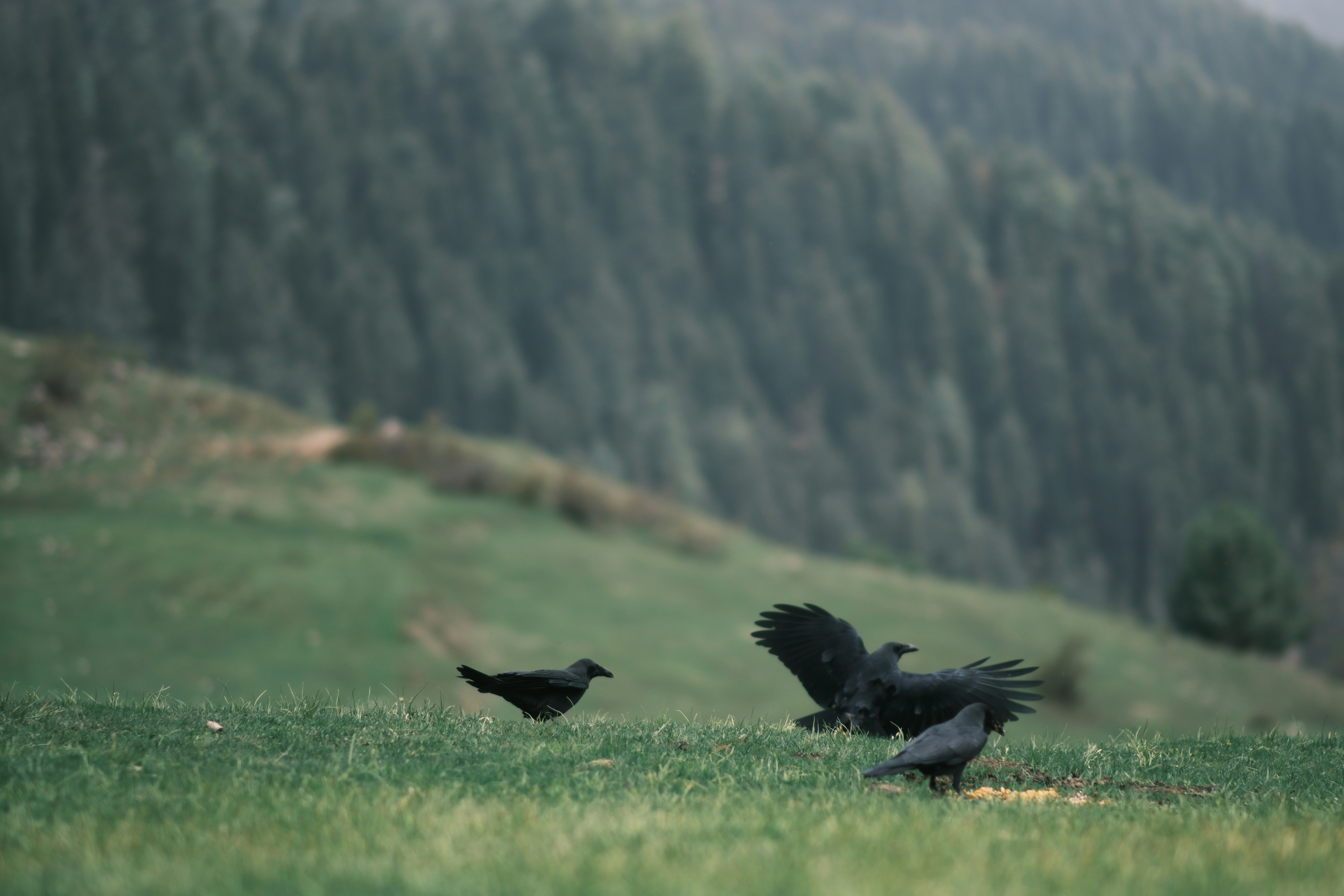 Ravens in the Meadow: Silent Watchers at Dusk