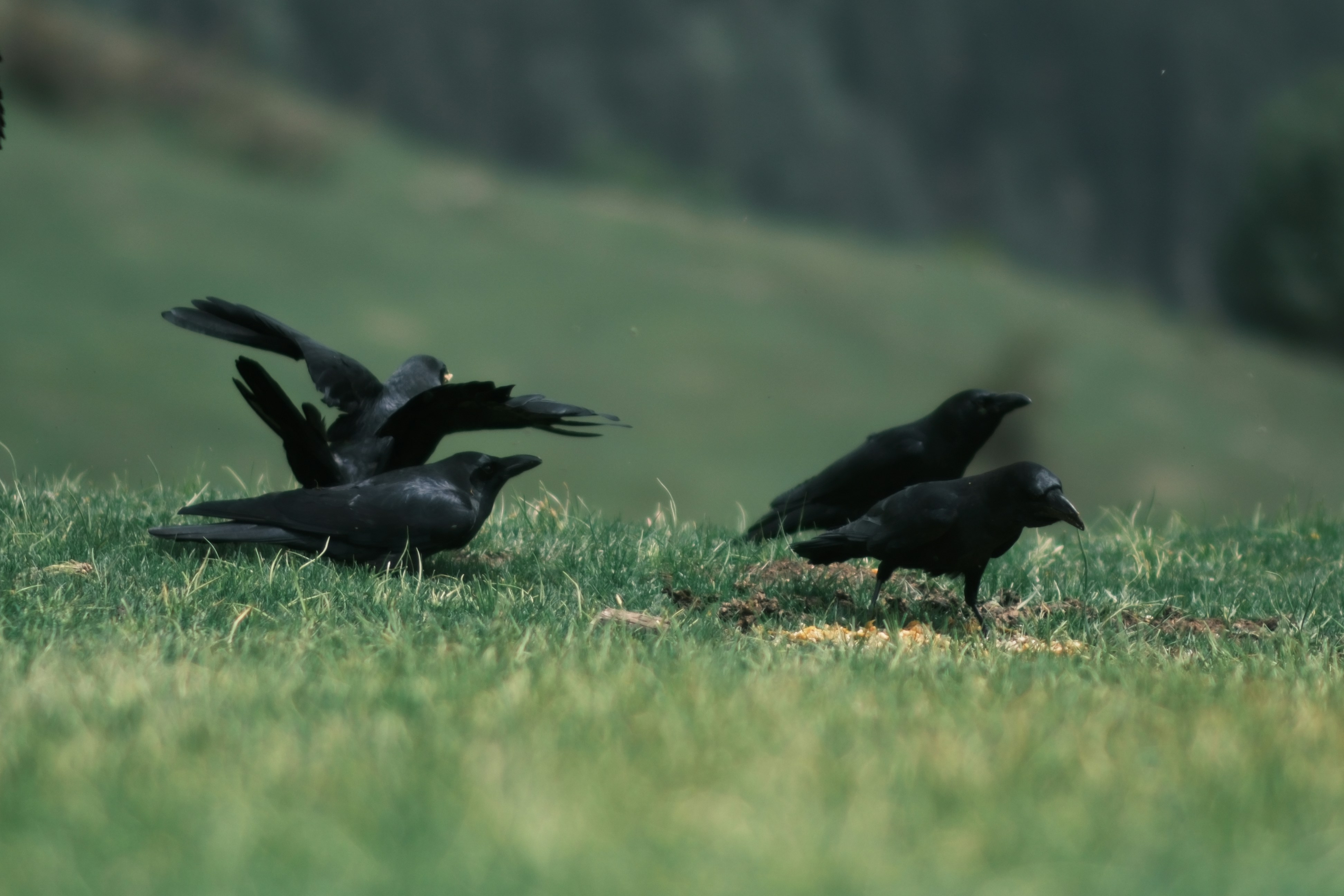 Raven Flock at Grassland Edge