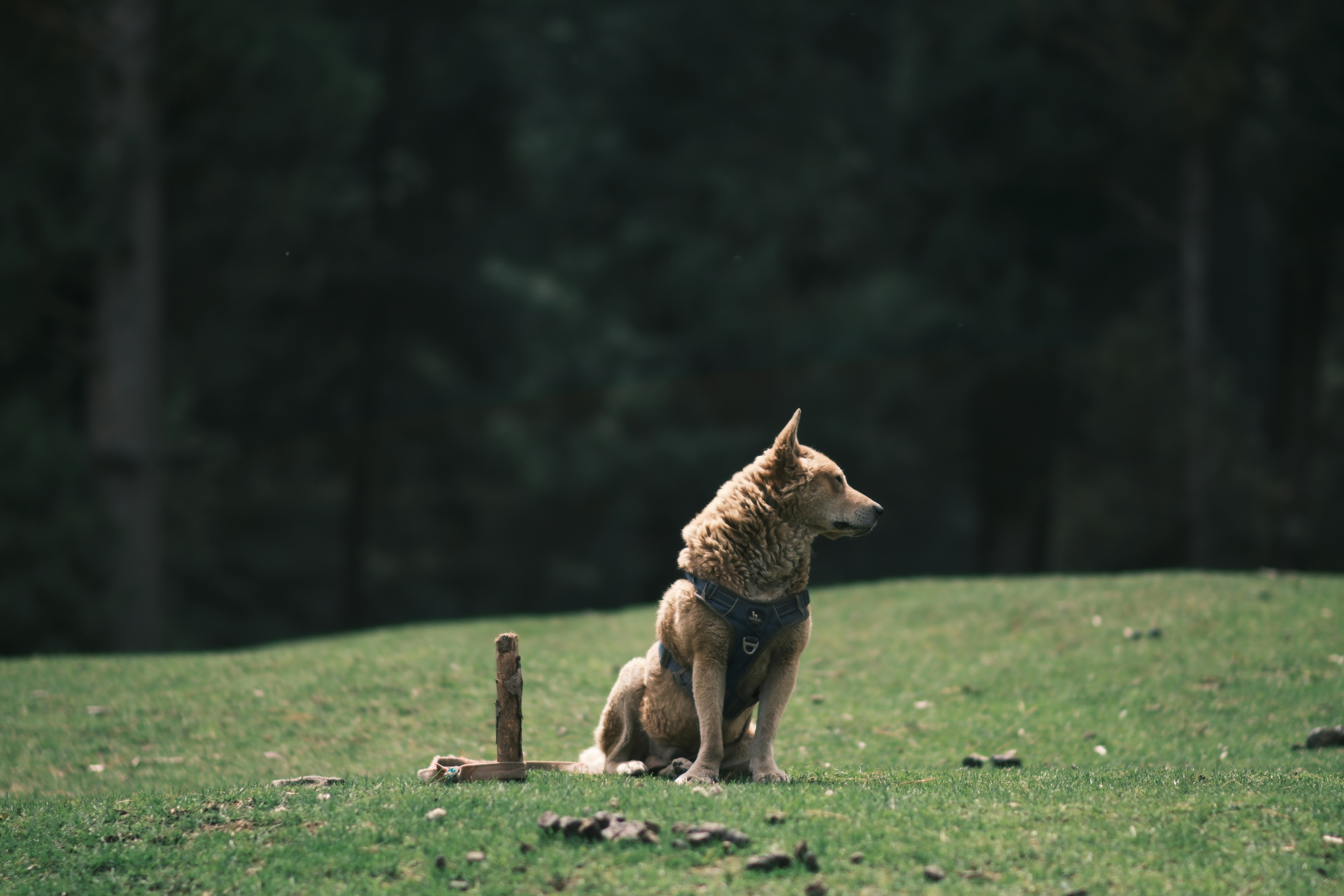 Wary Sentinel: A Shepherd Dog Tracing the Park's Quiet Horizon
