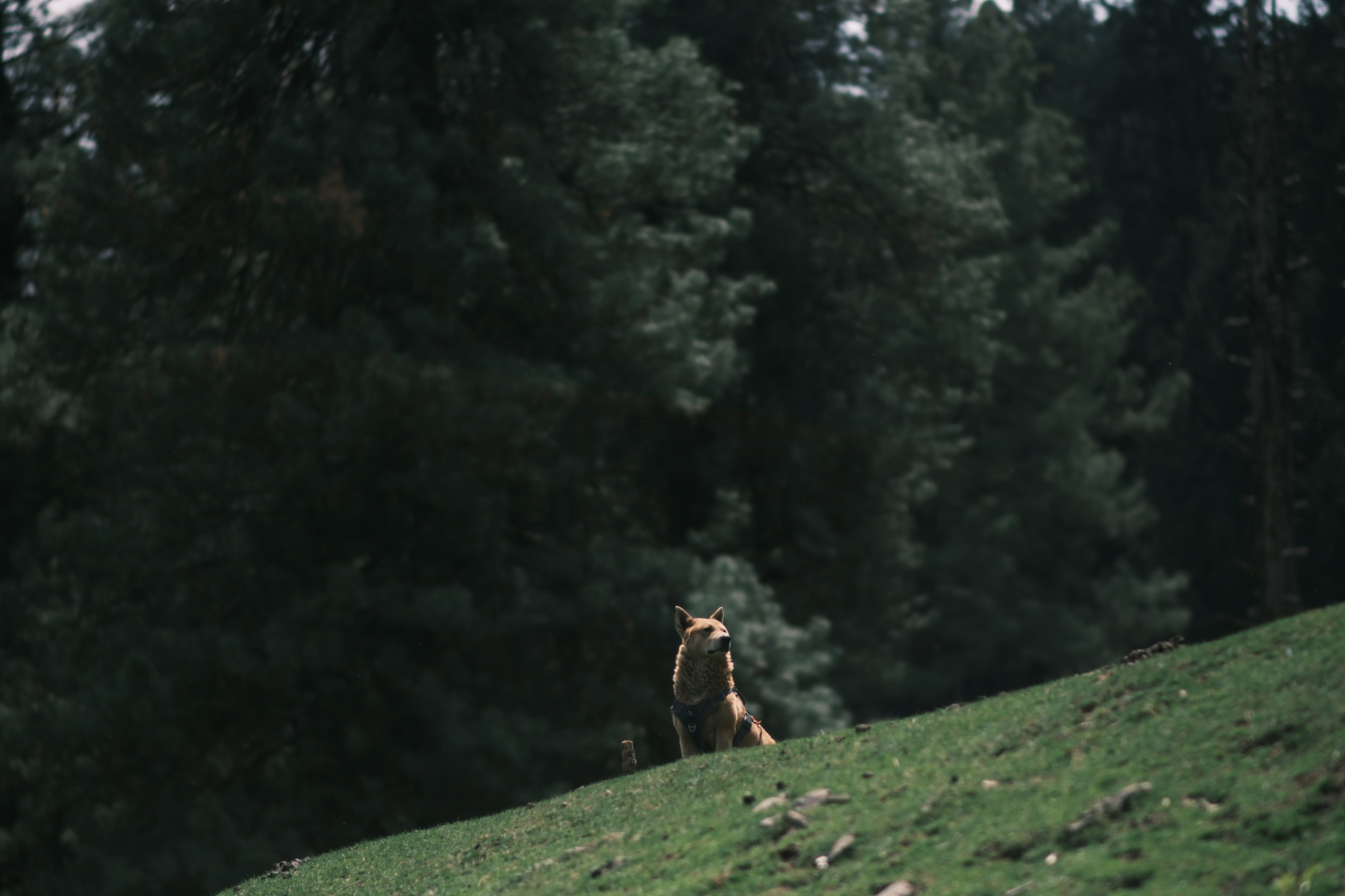 Lone Shepherd, Tilted Hill, Watchful on the Grass