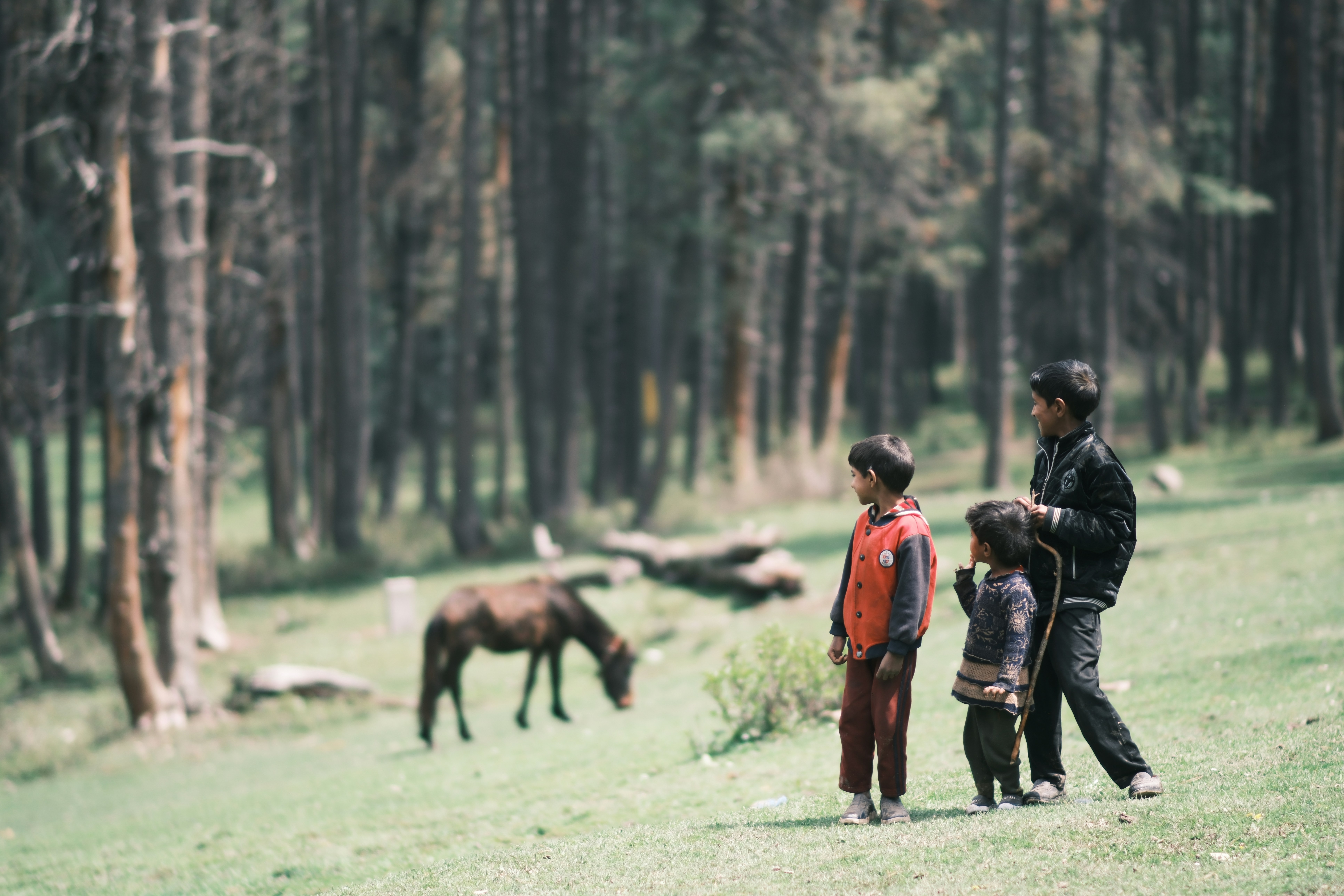Quiet Family Expedition: A Look Toward Curious Deer