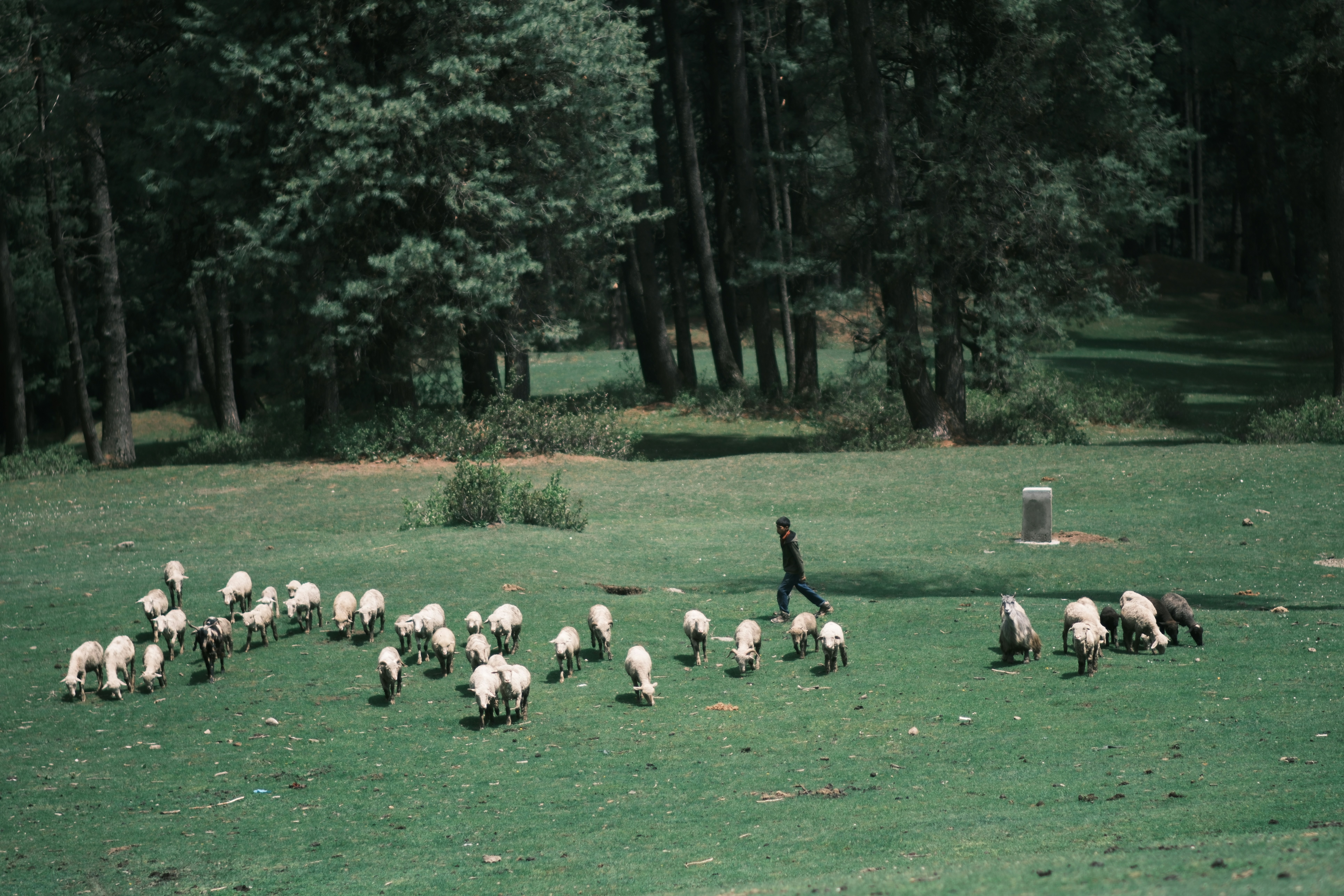 Pasturework: A Shepherd and Flock in a Quiet Park